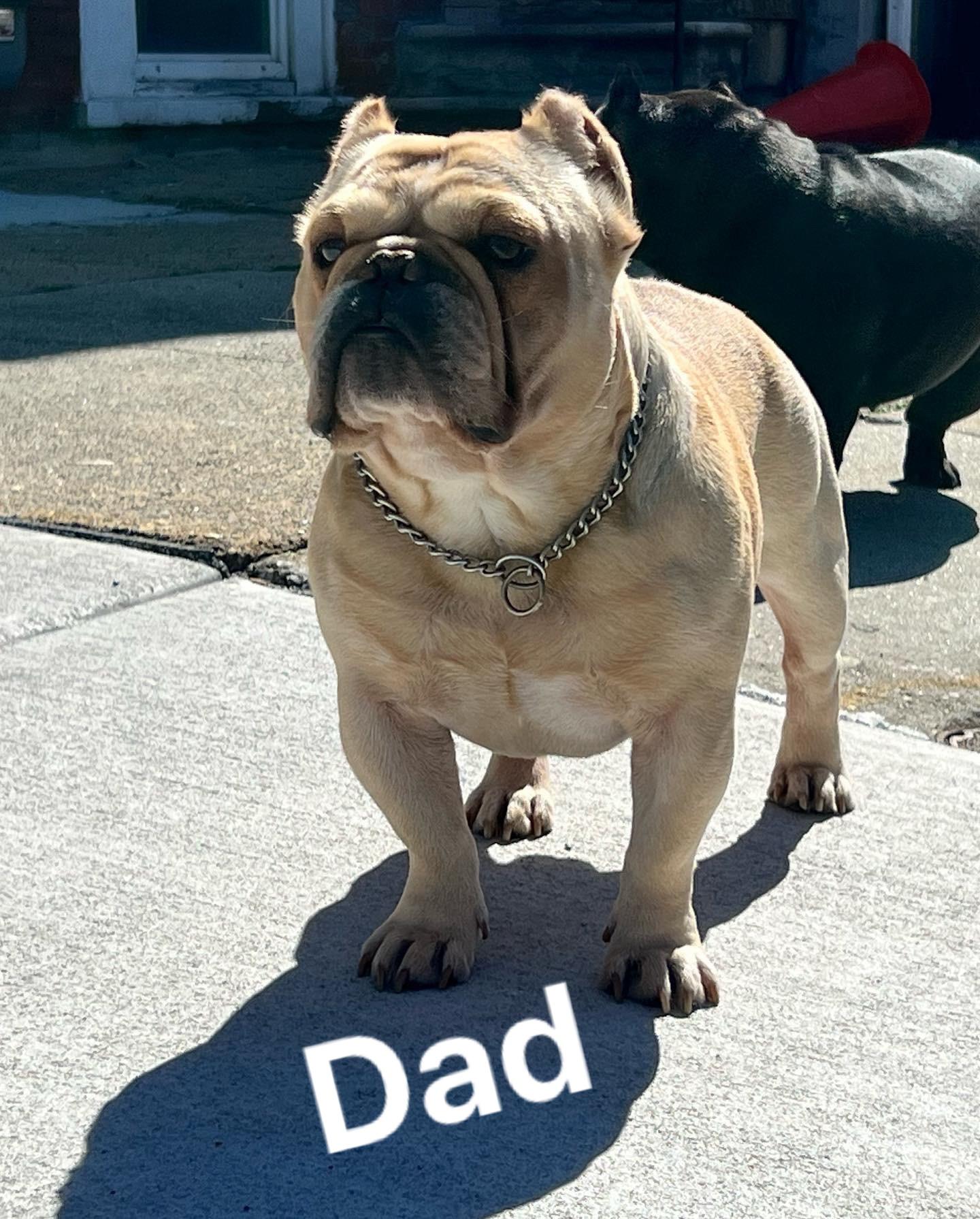 YS kennels in Delaware | Shorty Bull puppies | Good Dog