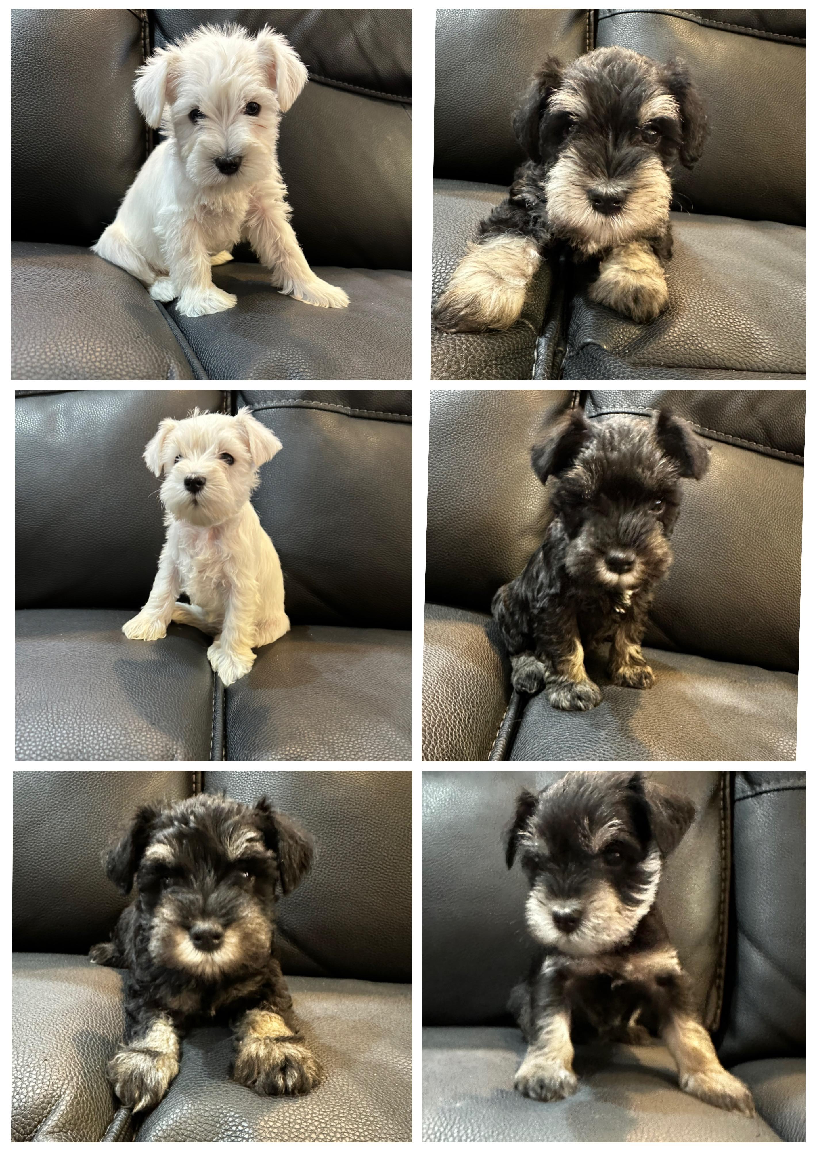 Krystal's Miniature Schnauzers in Kentucky | Miniature Schnauzer ...