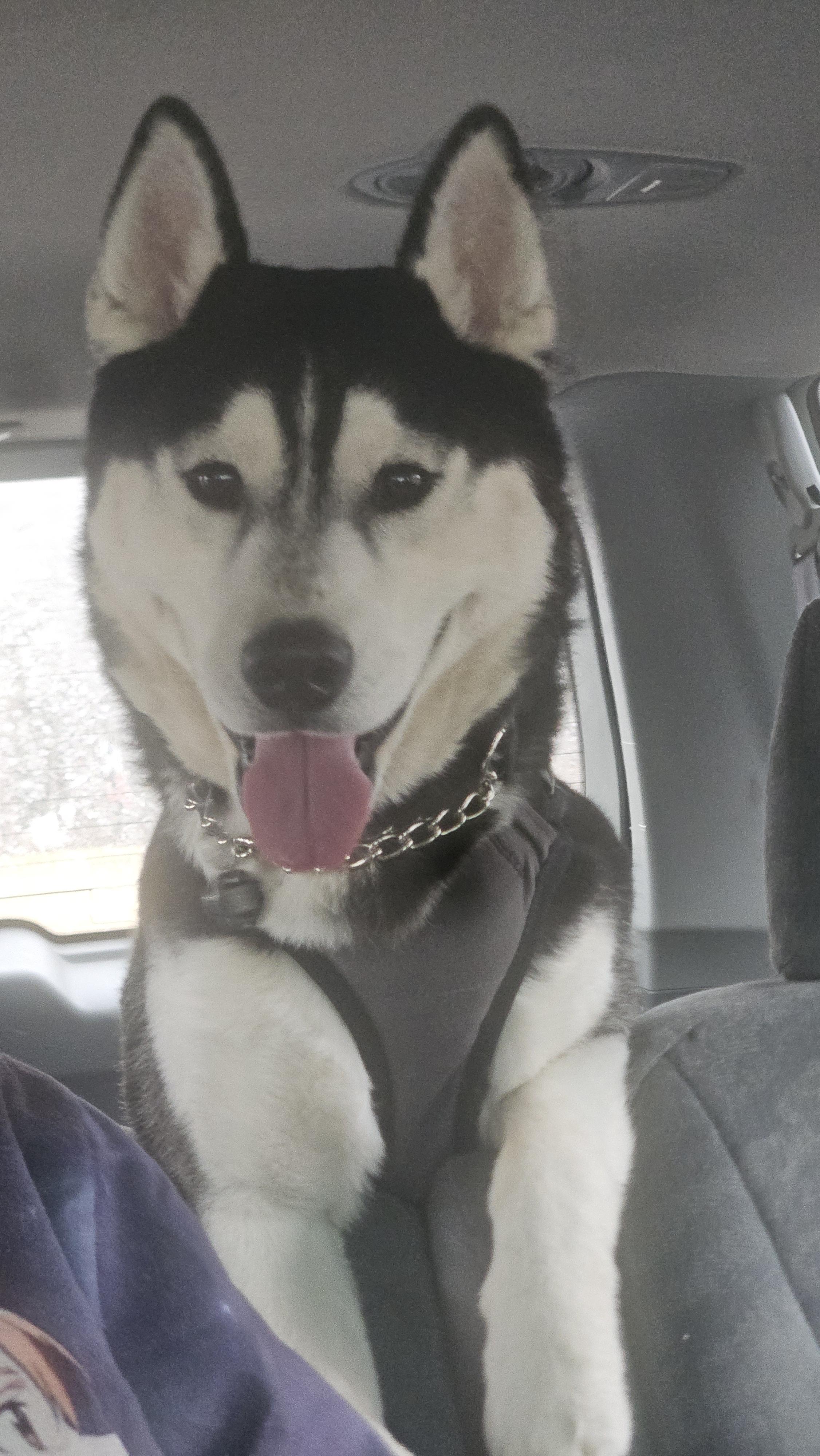 High Mountain Crosses in Connecticut | Siberian Husky and Companion ...