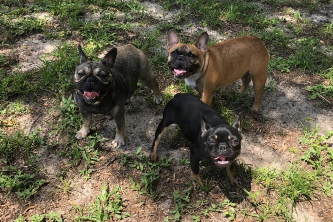 Fabulous Florida Frenchies in Florida | French Bulldog puppies | Good Dog