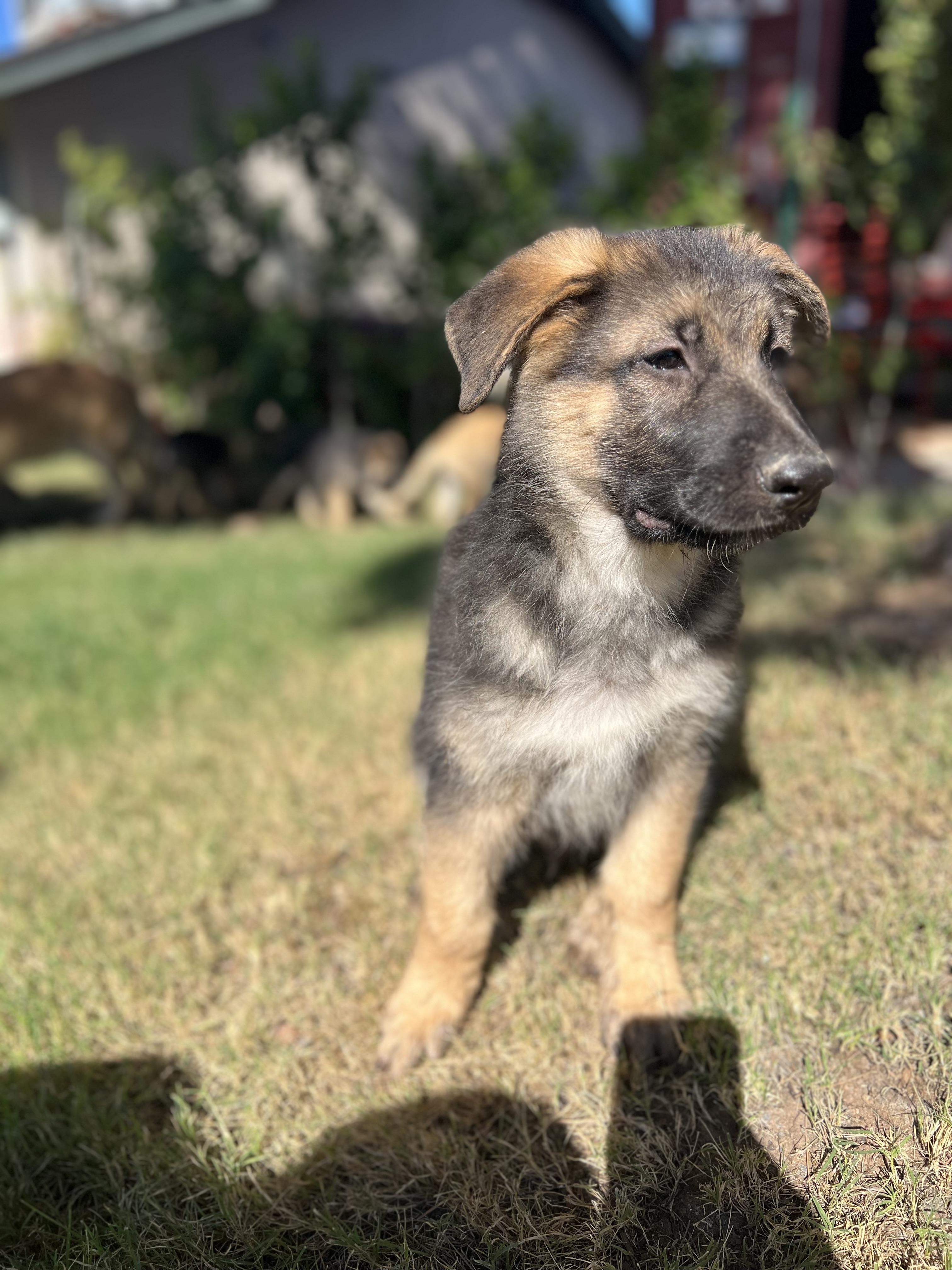 Sunrise Shepherds in Arizona | German Shepherd puppies | Good Dog