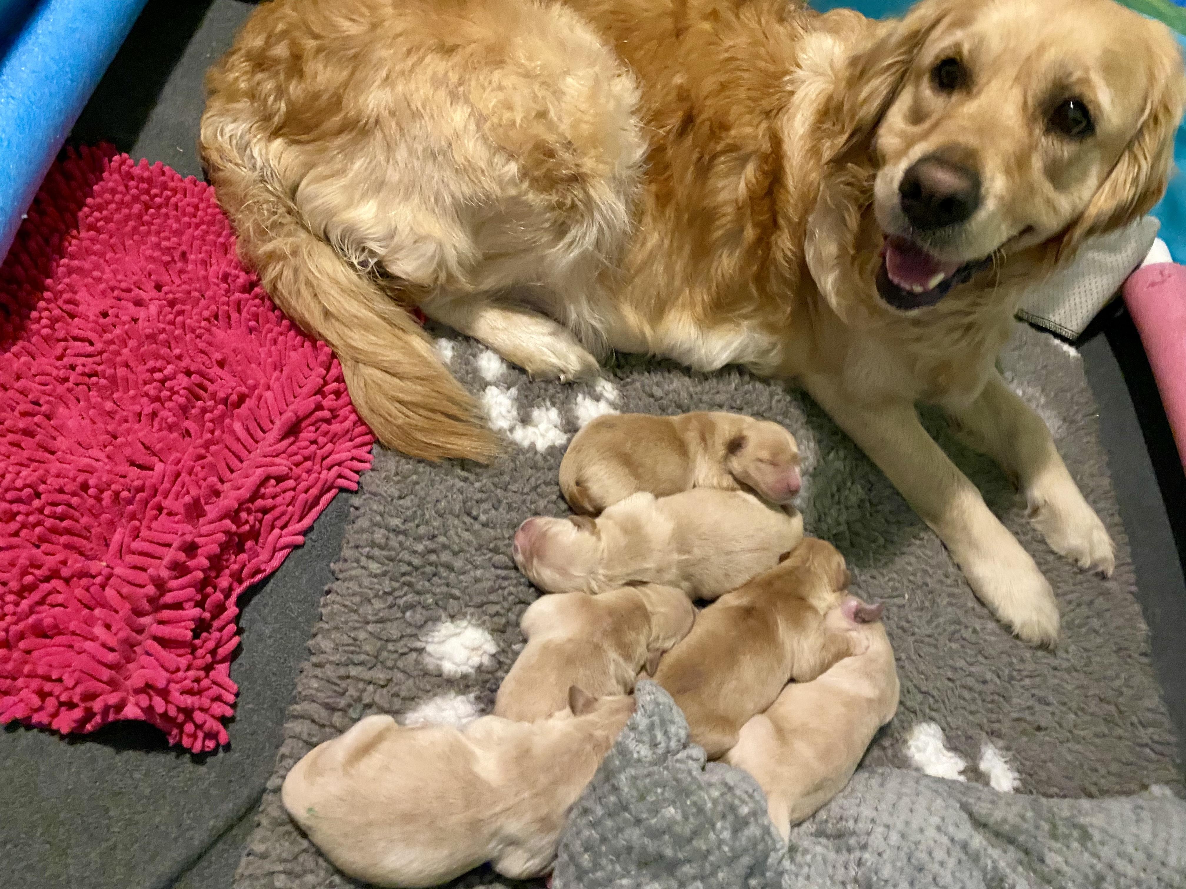 Heart and Soul Dog Breeding, Inc. in Florida | Golden Retriever puppies ...