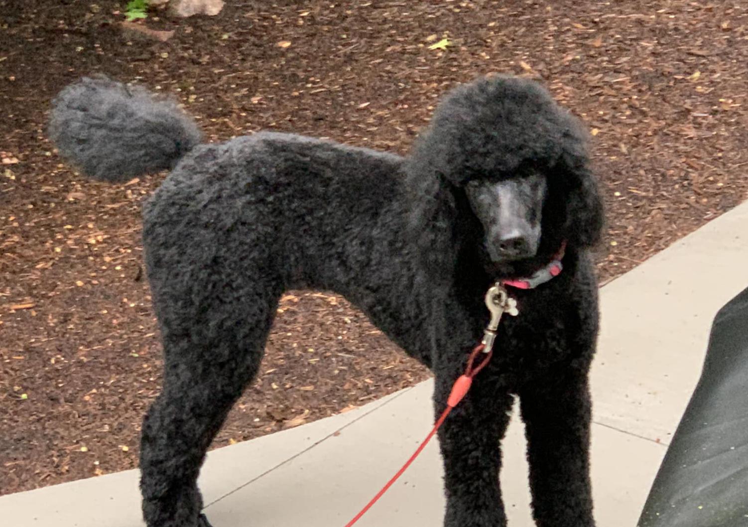 Plush Poodles in Iowa | Poodle puppies | Good Dog