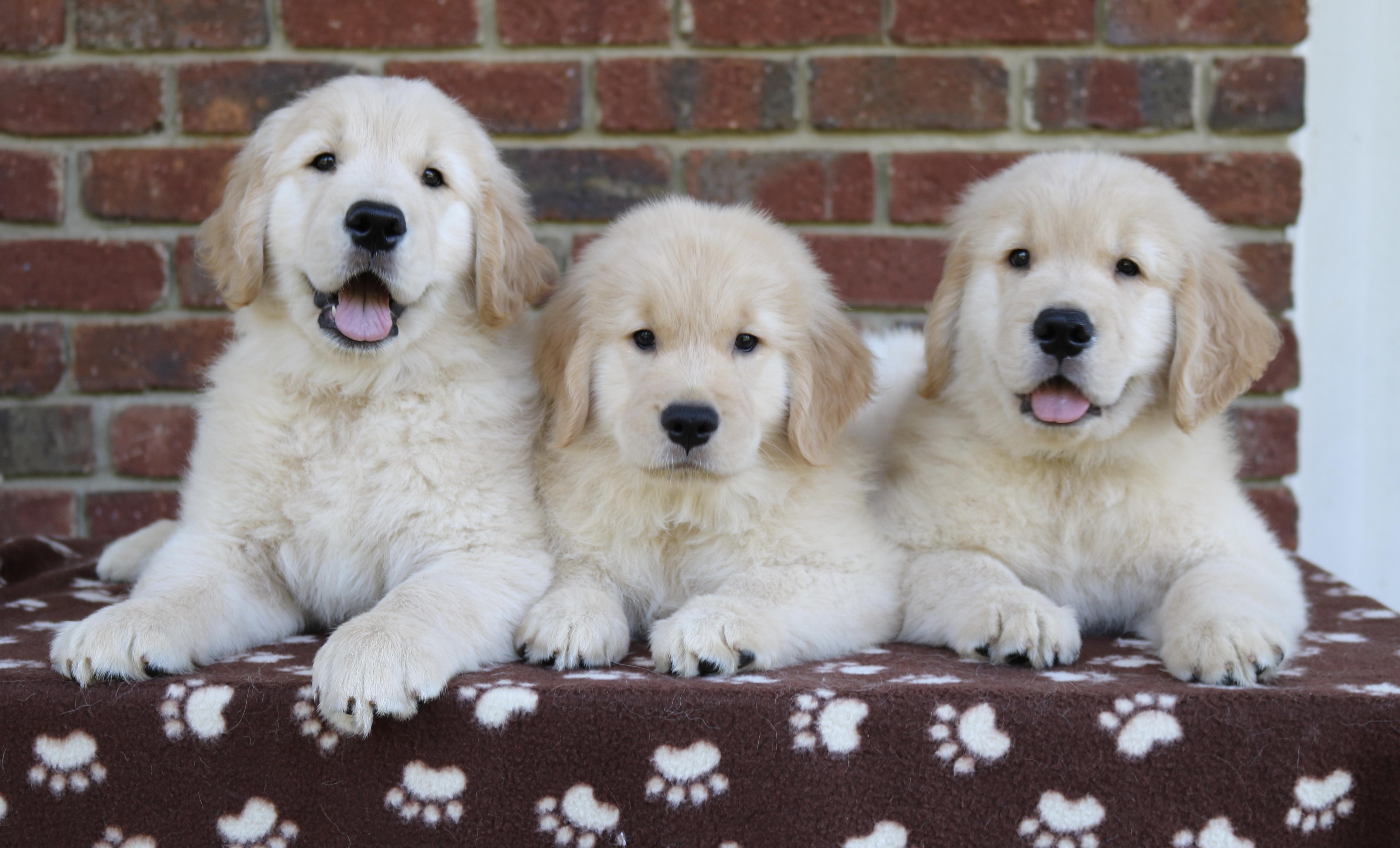 Goldens for You in South Carolina | Golden Retriever puppies | Good Dog