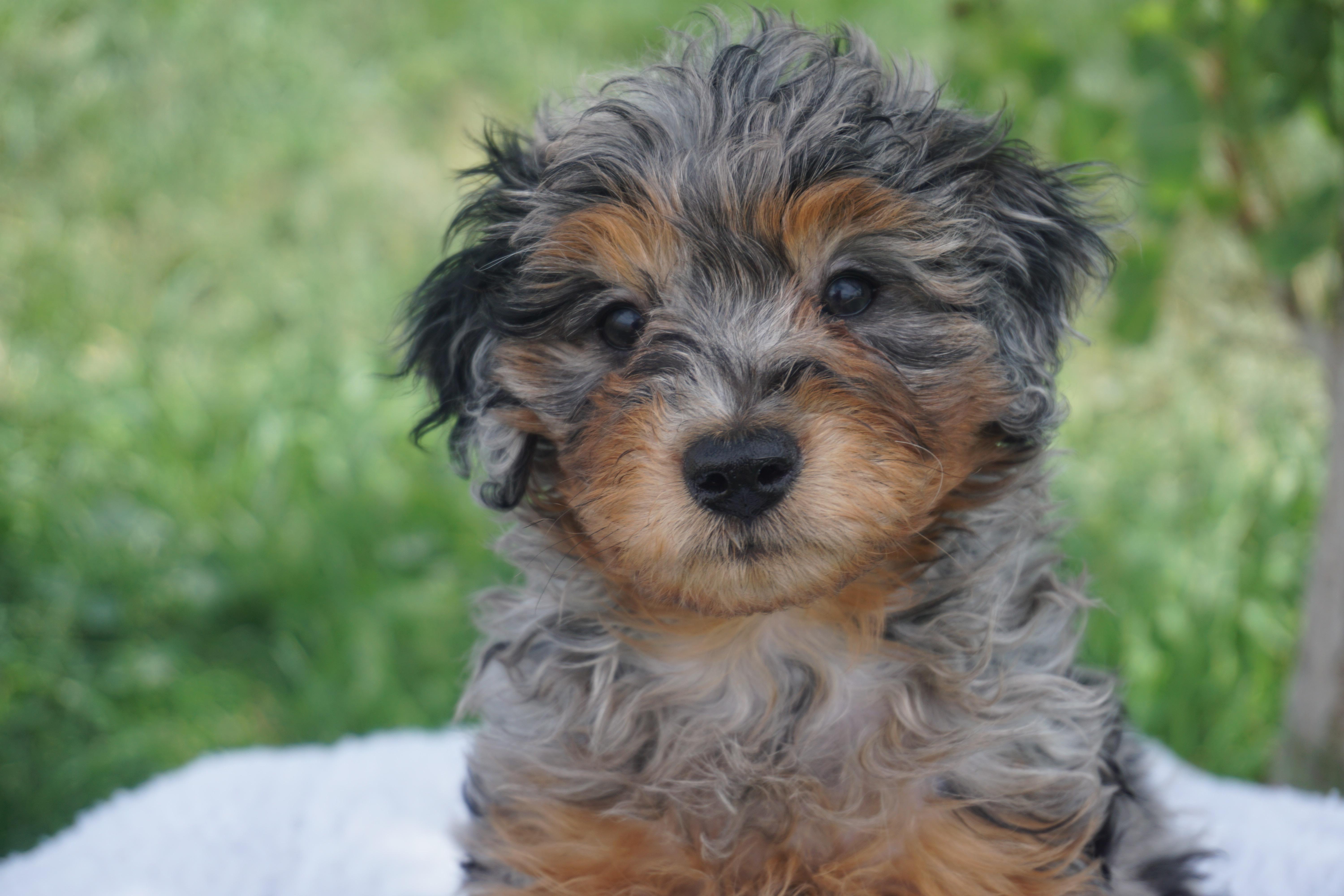 Treasure Valley Poodles in Idaho | Bernedoodle, Cavalier King Charles ...