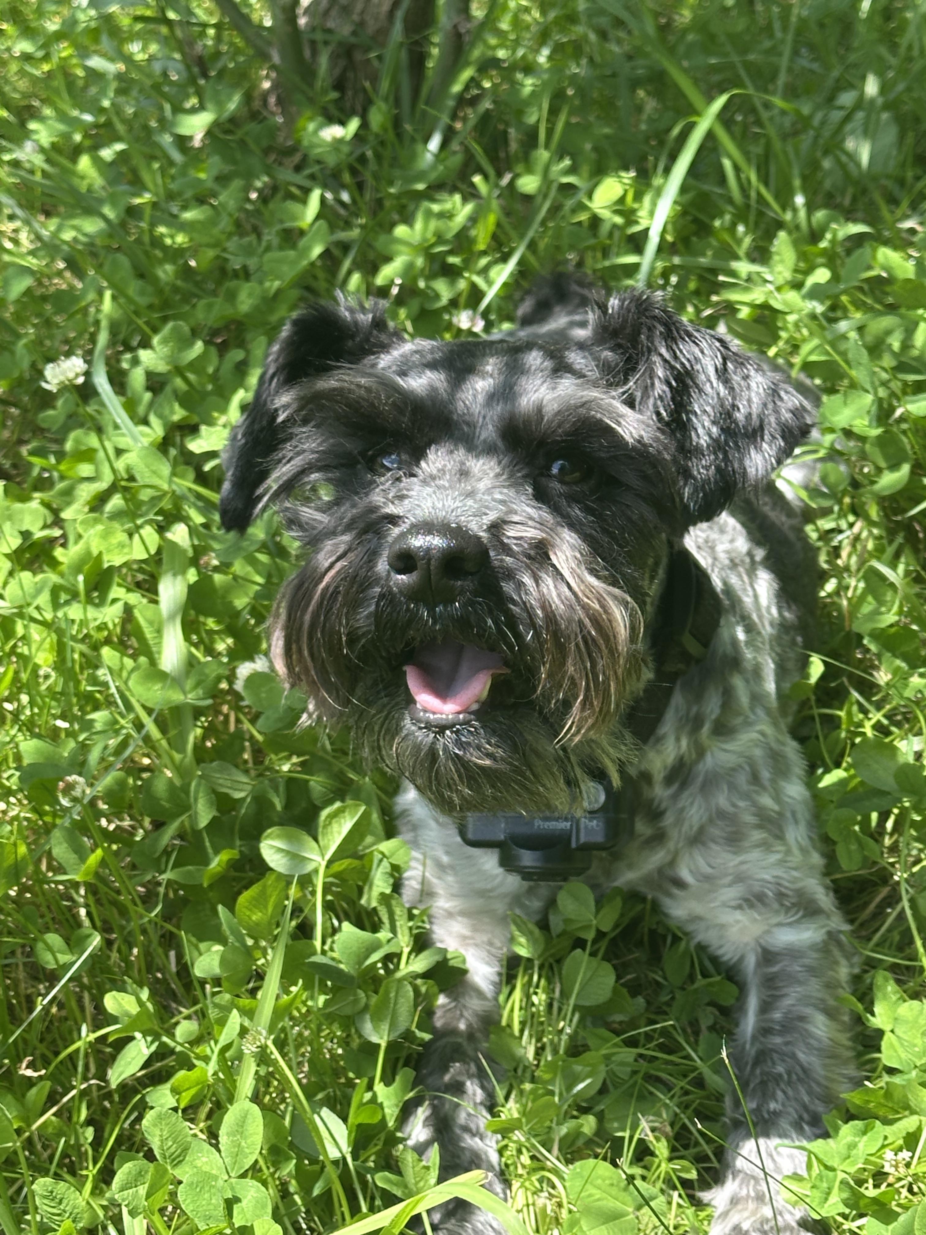 Stevens Mini Schnauzers in Kentucky | Miniature Schnauzer puppies ...