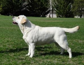 Devonshire Labradors in Oregon | Labrador Retriever puppies | Good Dog