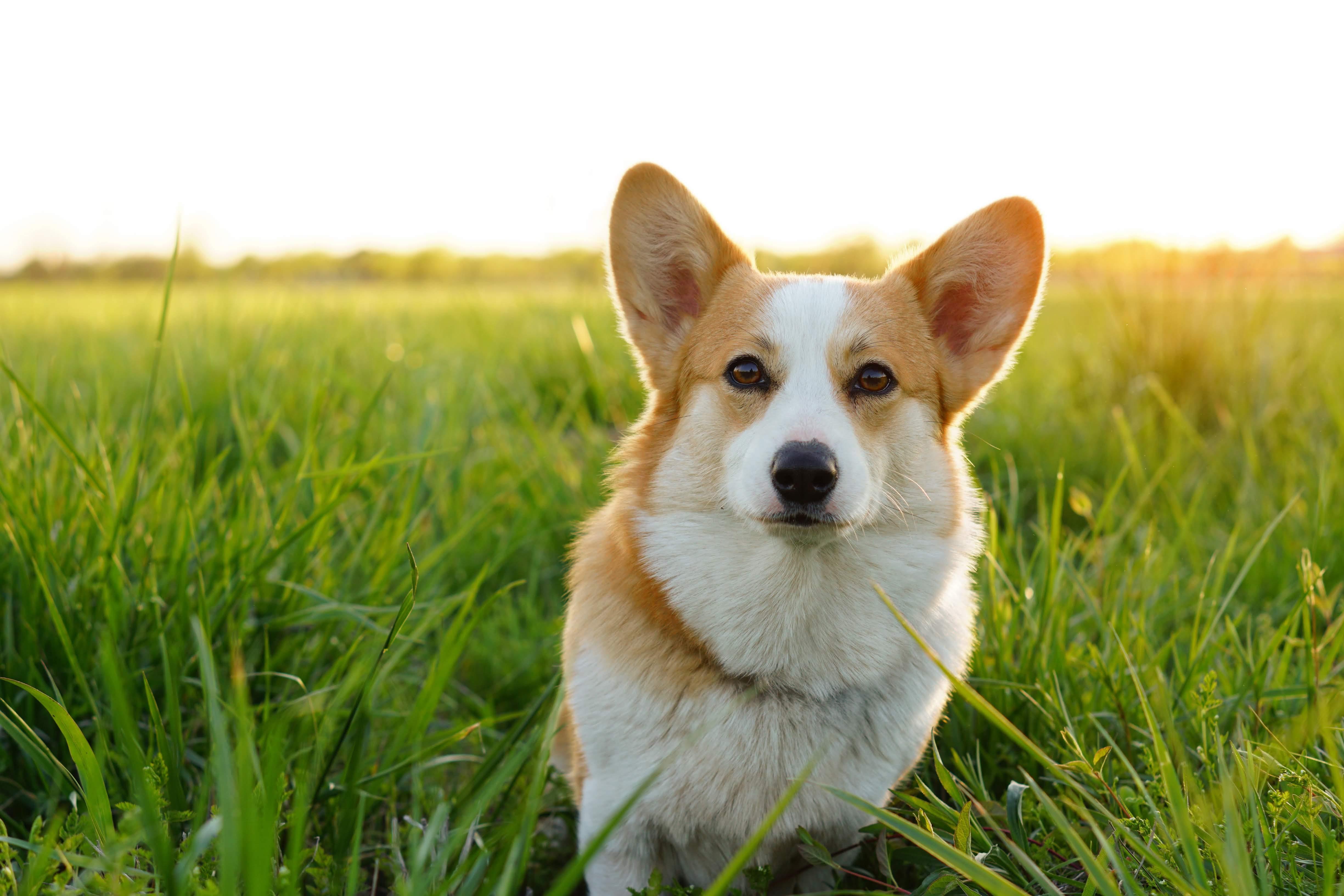Quirky Corgis in Oklahoma | Pembroke Welsh Corgi puppies | Good Dog