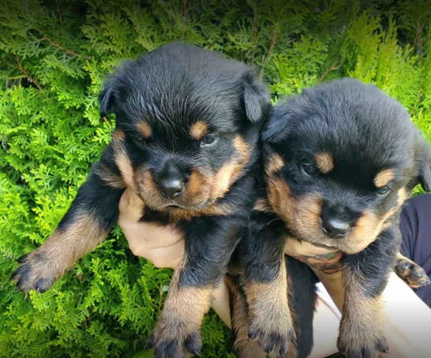 VON DER SENTINEL in California | Rottweiler puppies | Good Dog
