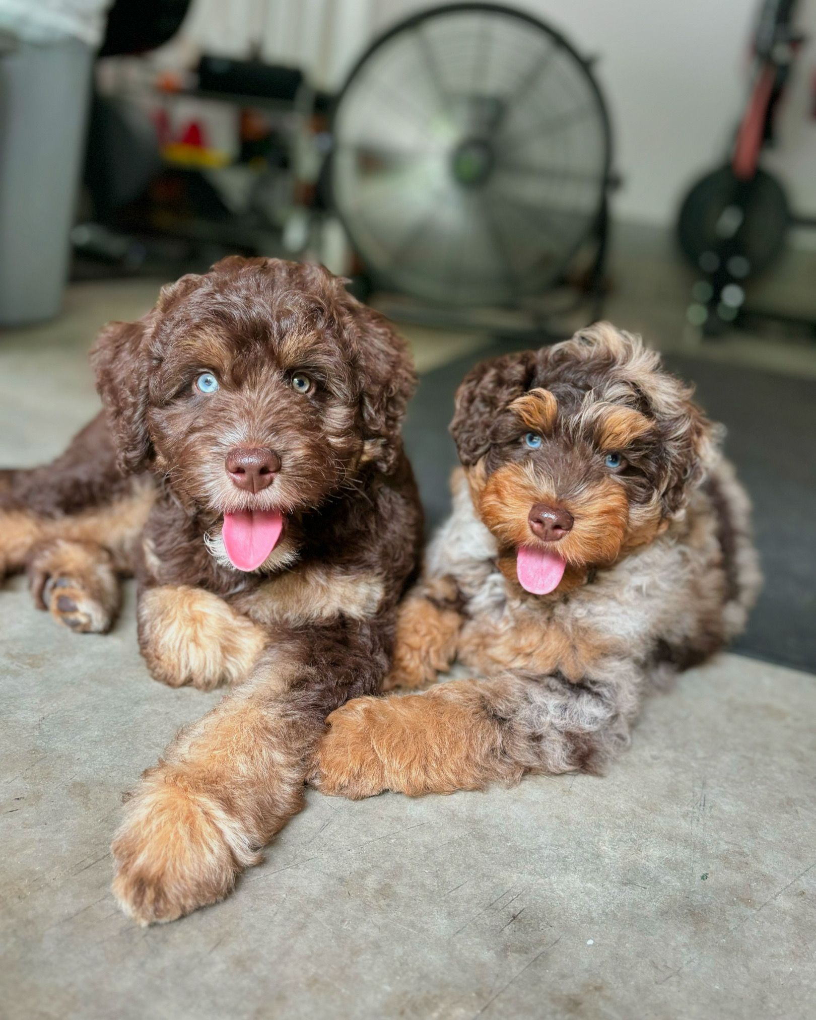Whiskey River Doodles in North Carolina | Aussiedoodle puppies | Good Dog