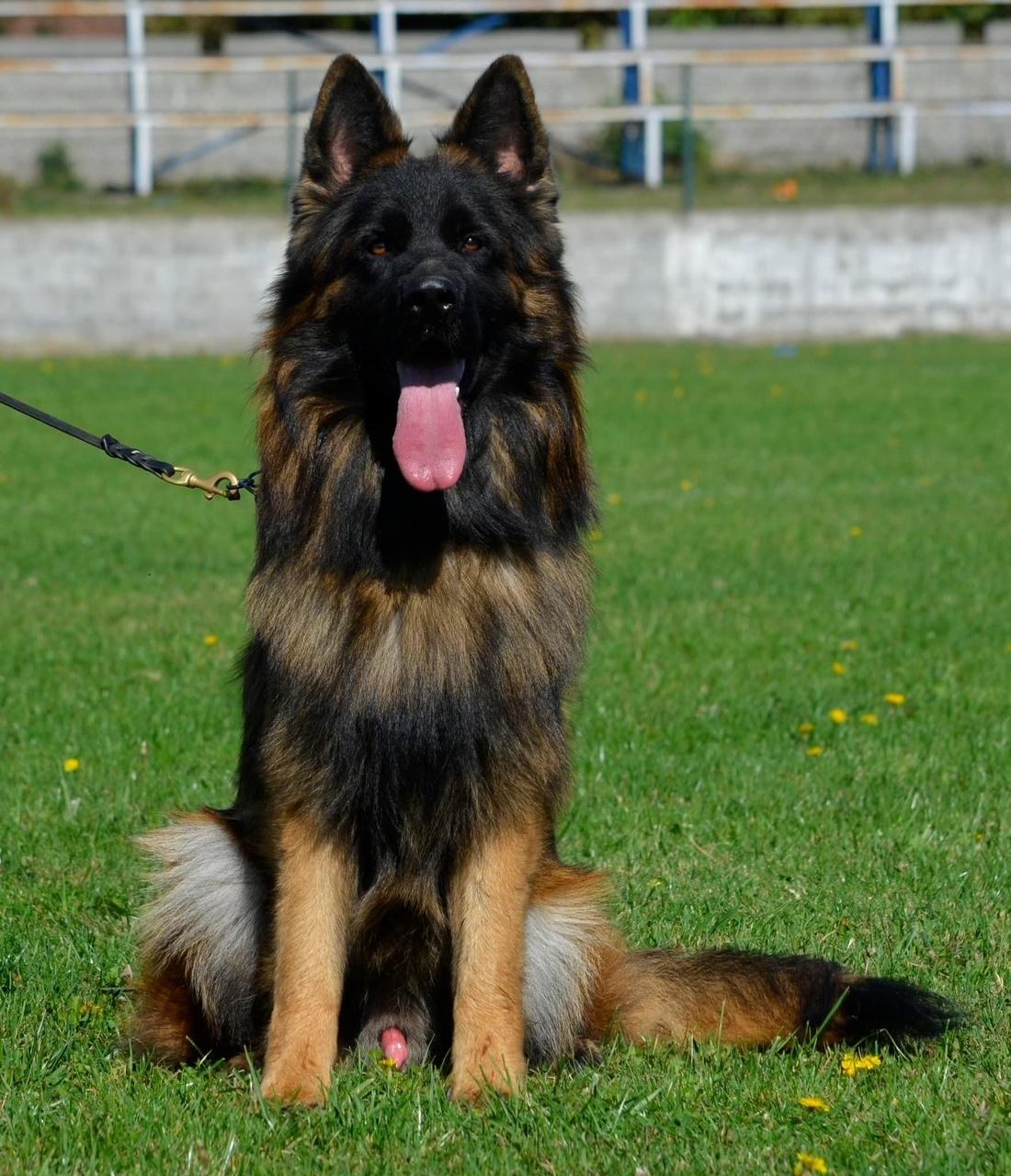 Dakota Shepherds Kennels in South Dakota | German Shepherd puppies ...