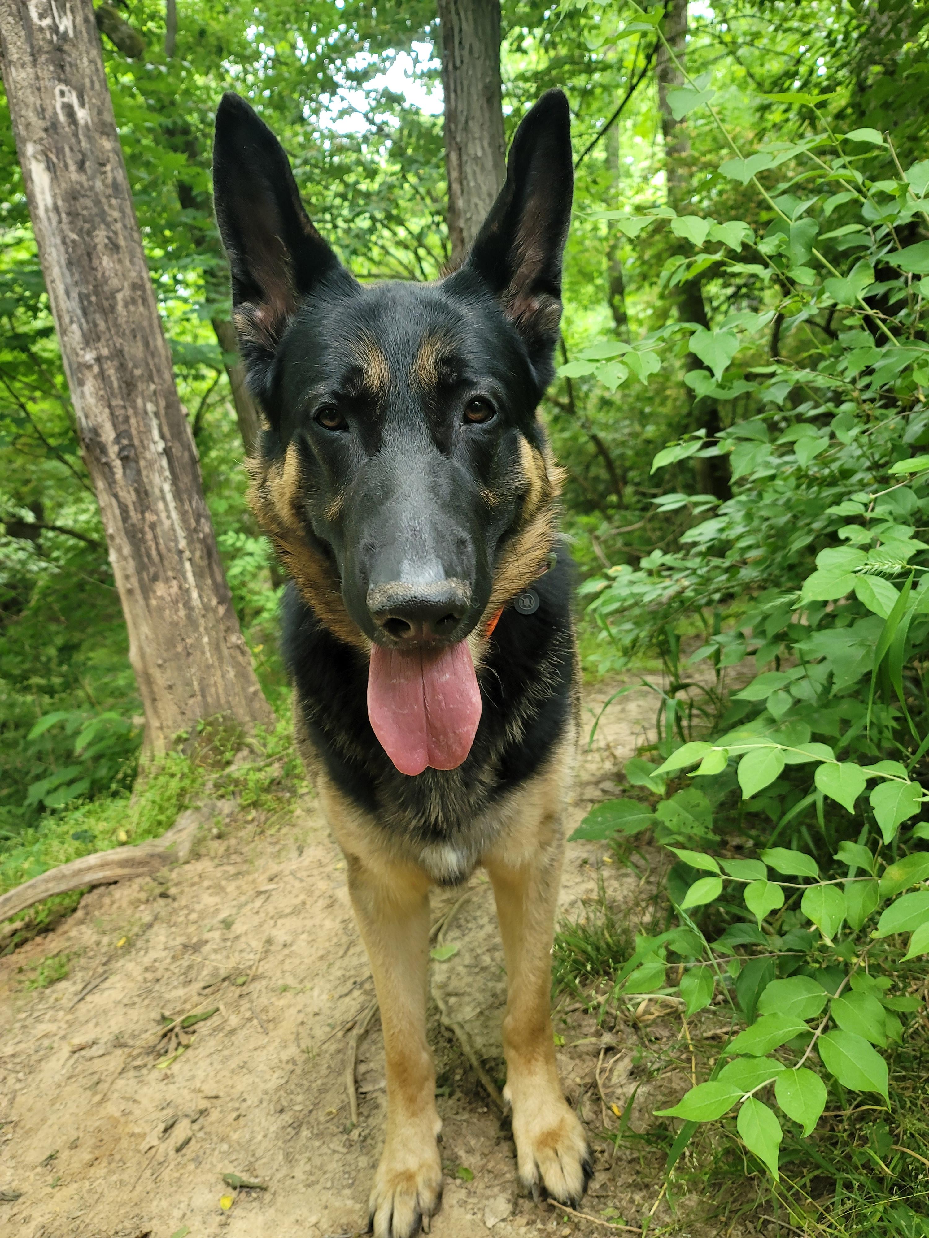Arsen's Purebreds & Hybrids in Kentucky | German Shepherd, Siberian ...