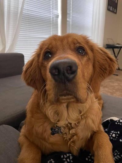 Goldens of Bend Oregon in Oregon | Golden Retriever puppies | Good Dog