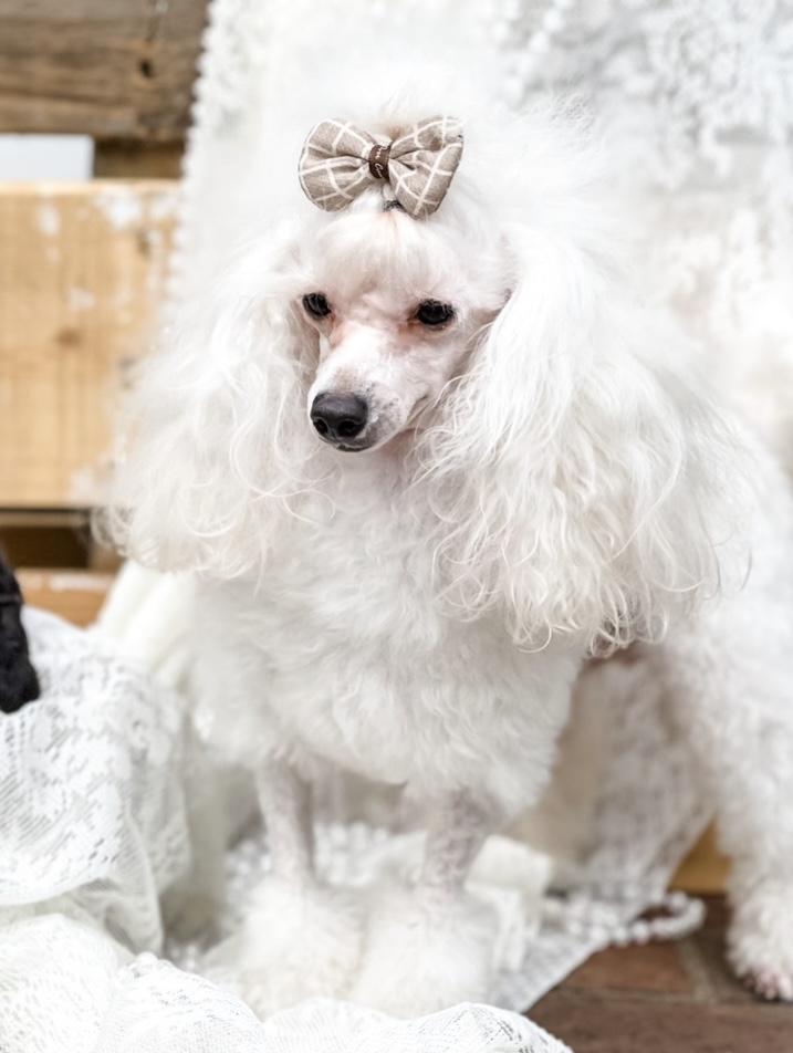 Cyndi’s Poodles in North Carolina | Poodle puppies | Good Dog