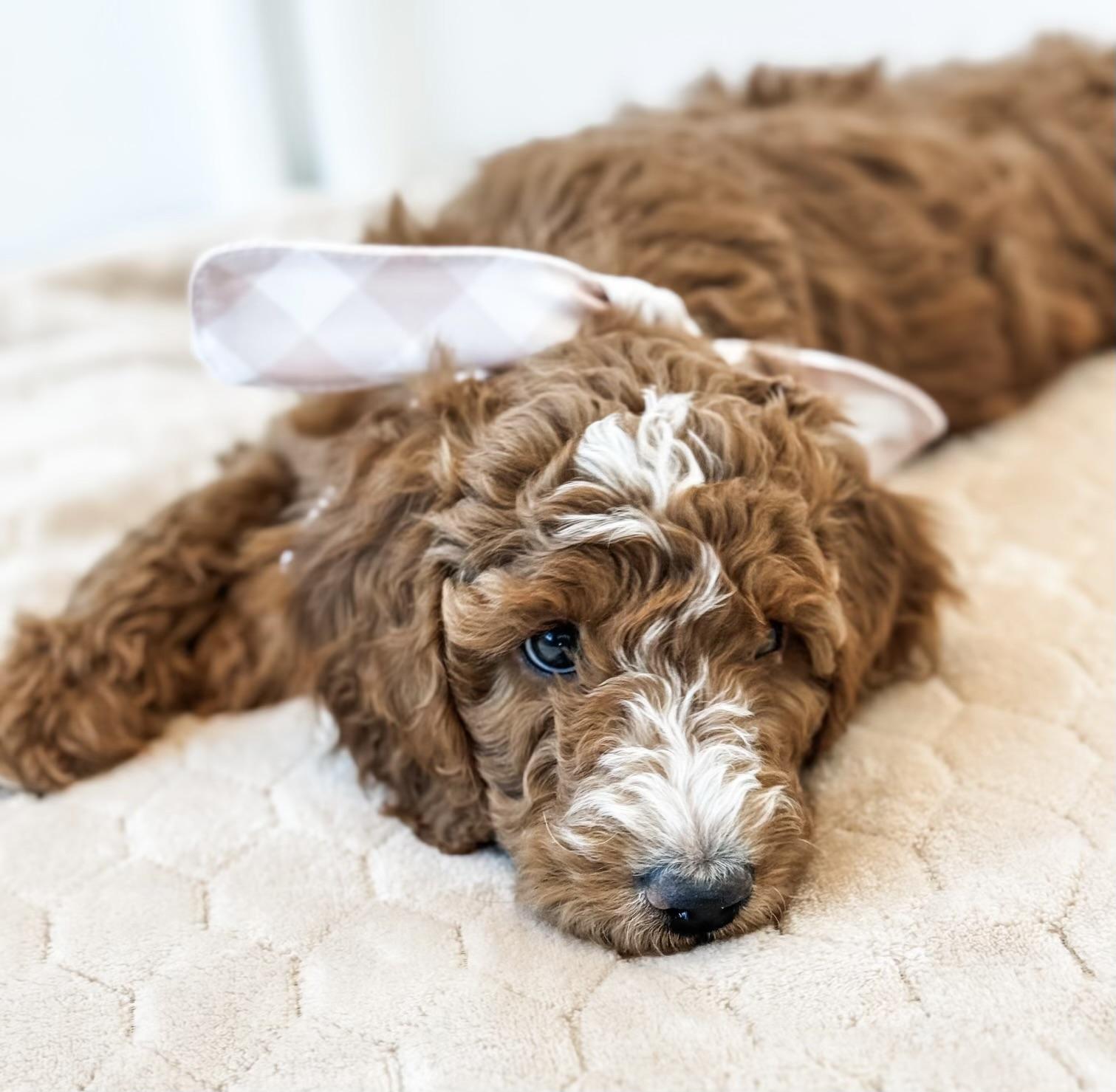 AZ Ohana Doodles in Arizona | Goldendoodle puppies | Good Dog