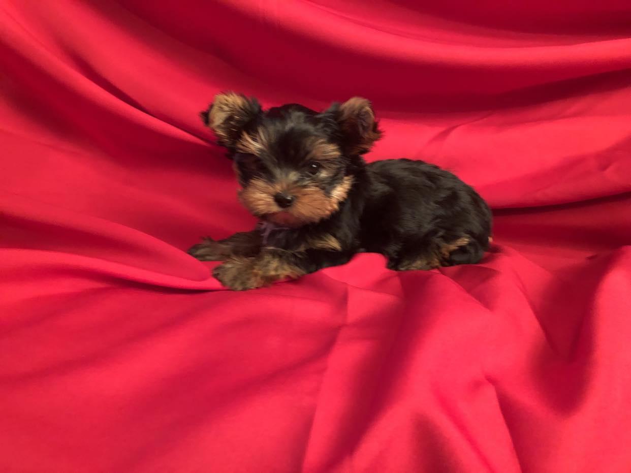 Hobbs Shire Yorkies in Iowa | Yorkshire Terrier puppies | Good Dog