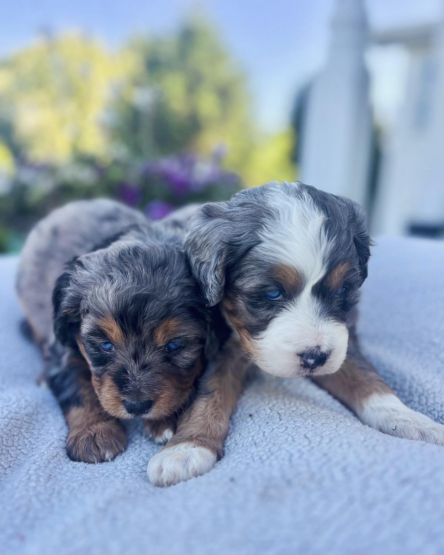 Root and Branch Bernedoodles in Iowa | Bernedoodle puppies | Good Dog