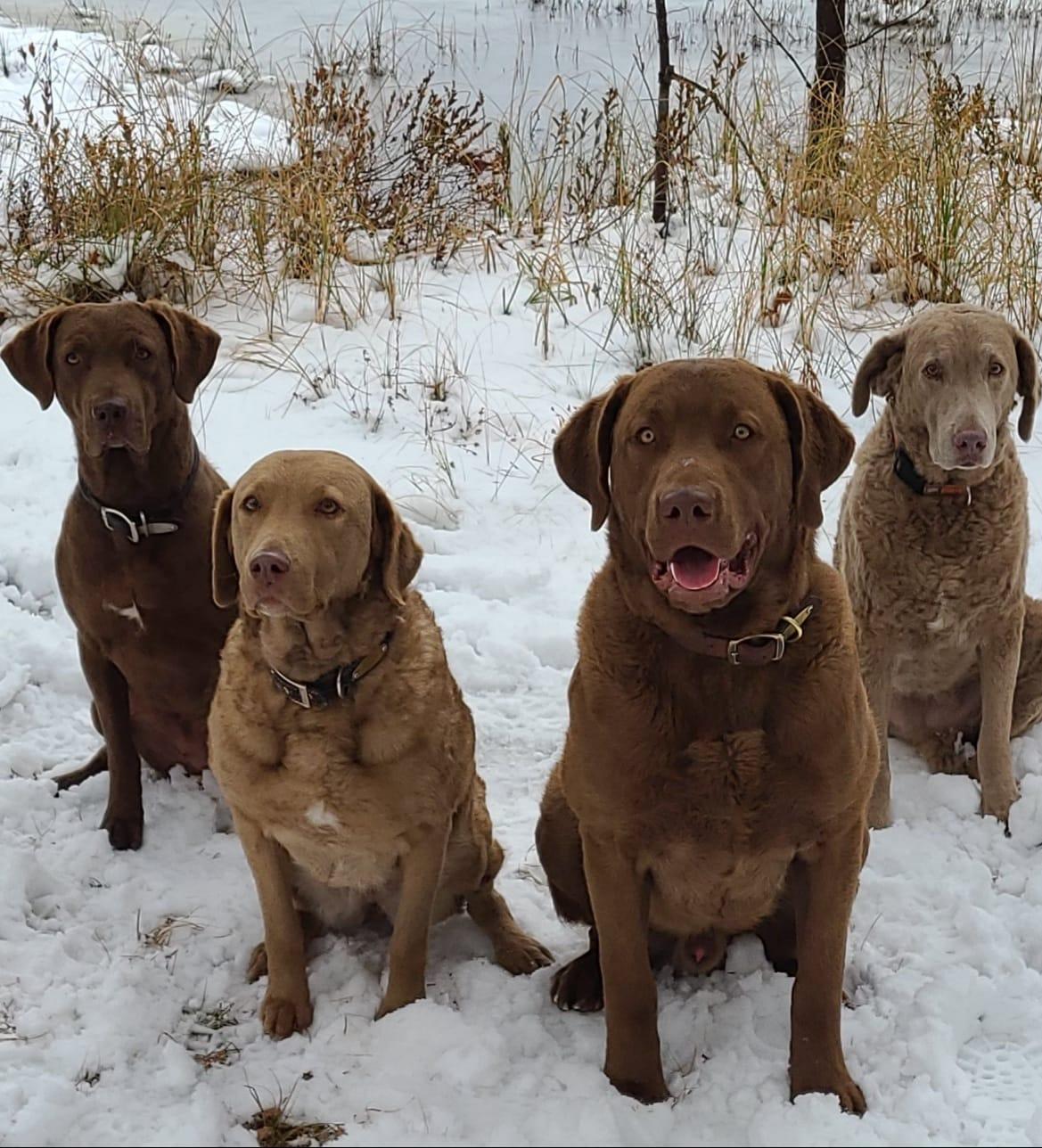 Shiloh Ridge Retrievers in Michigan | Chesapeake Bay Retriever puppies ...