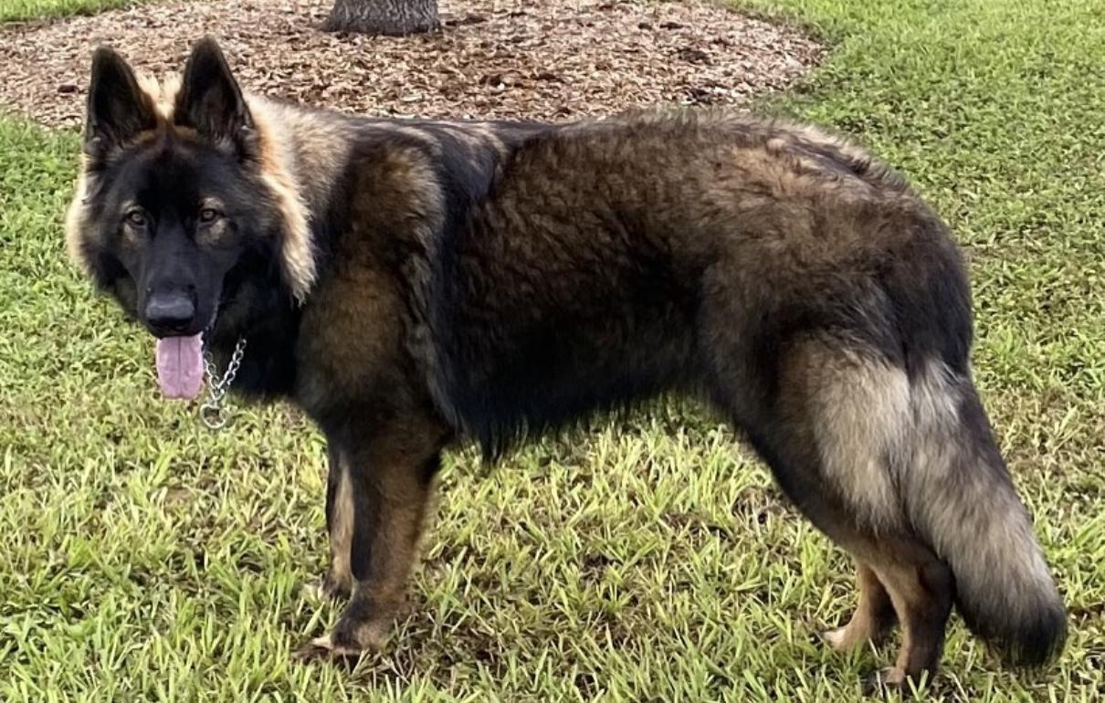 Rosado's German Shepherd Puppies in Florida | German Shepherd puppies ...