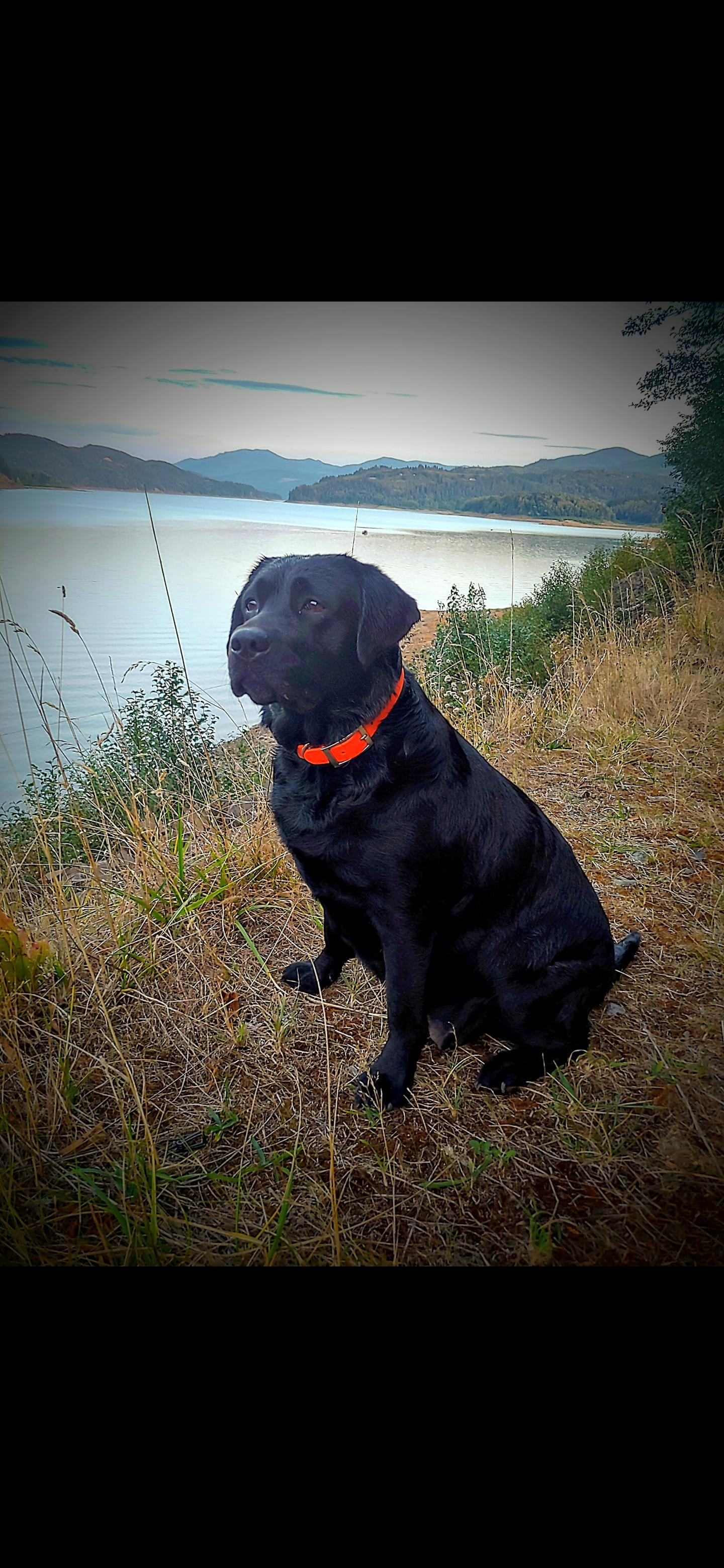 White River Labradors in Washington | Labrador Retriever puppies | Good Dog