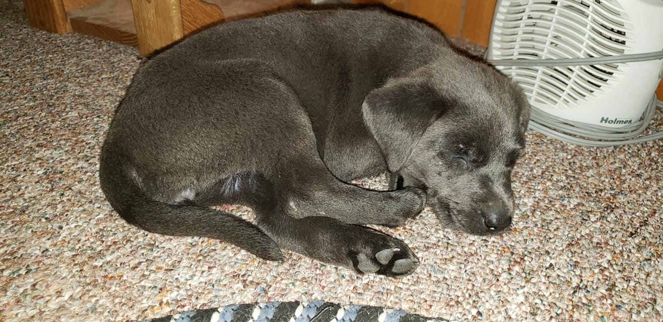 Tanya Jenson in Wisconsin | Labrador Retriever and Dilute Retriever ...