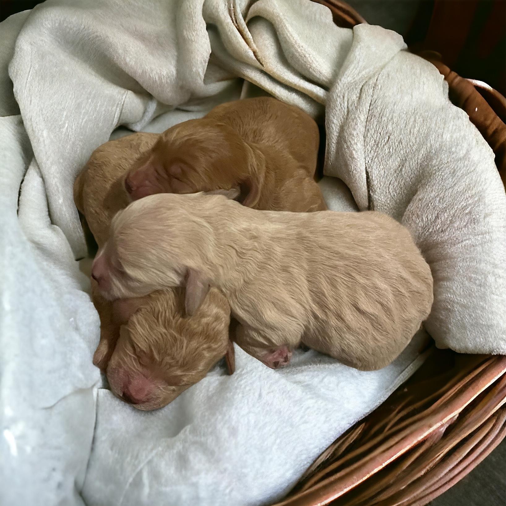 Lil Rhody’s Goldendoodles in Rhode Island | Goldendoodle puppies | Good Dog