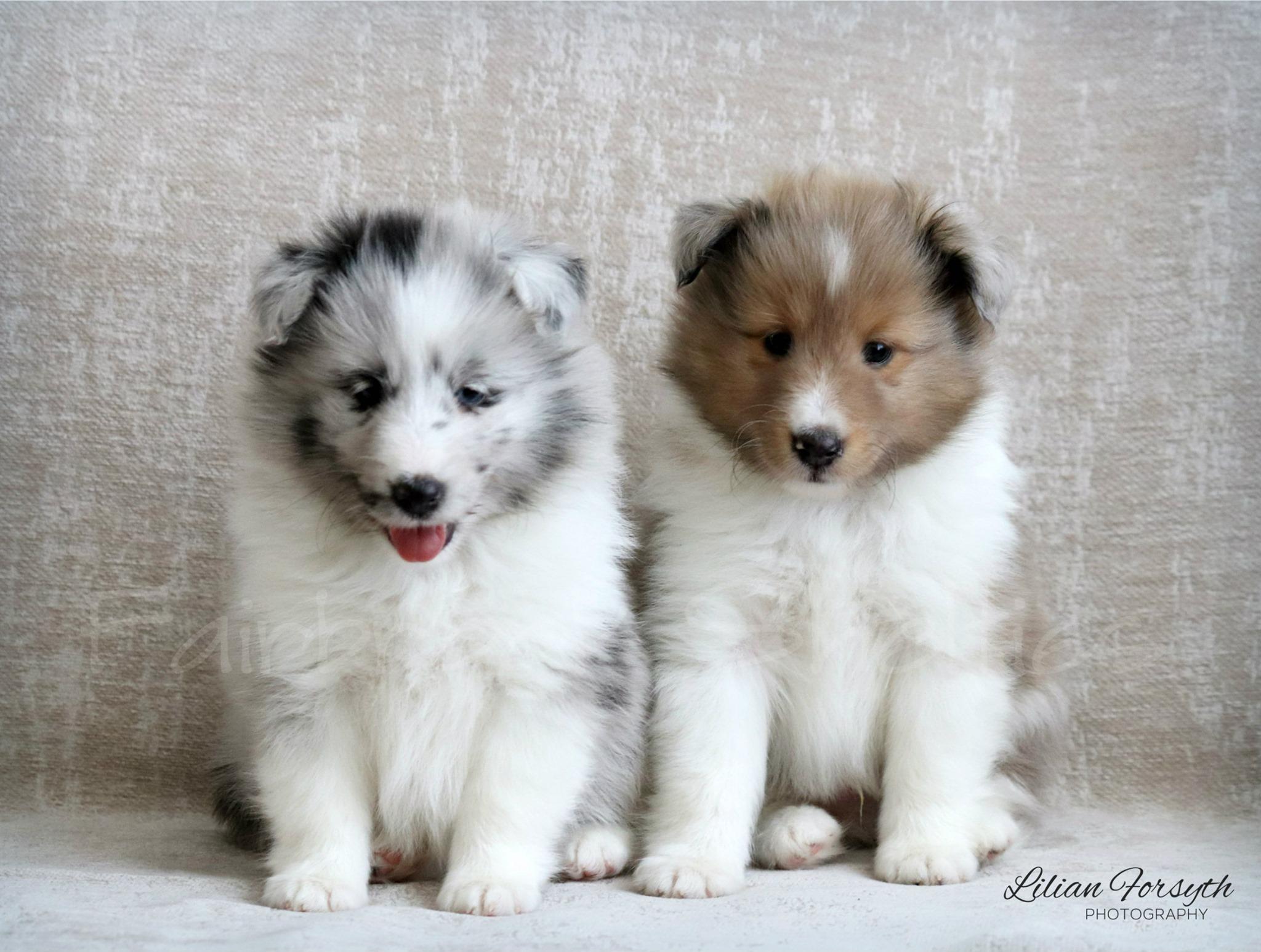 Fairbrook Shelties in Maryland | Shetland Sheepdog puppies | Good Dog