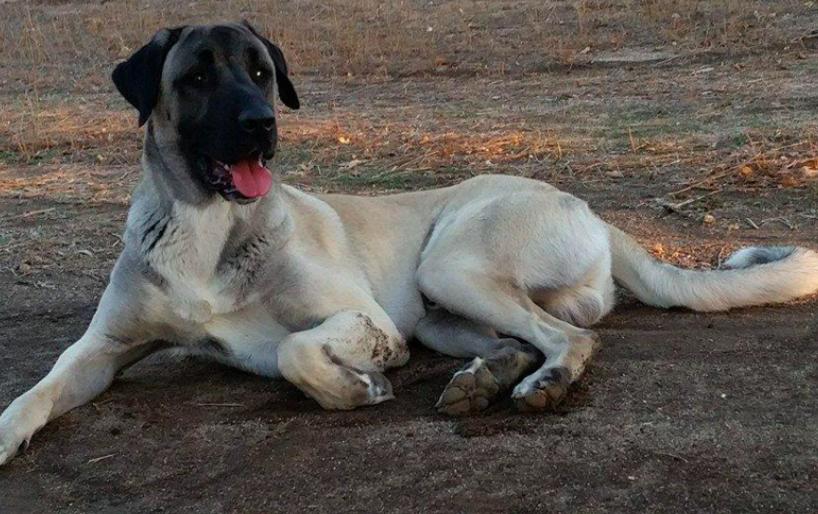 Van Buskirk Boz in Washington | Turkish Boz Shepherd puppies | Good Dog