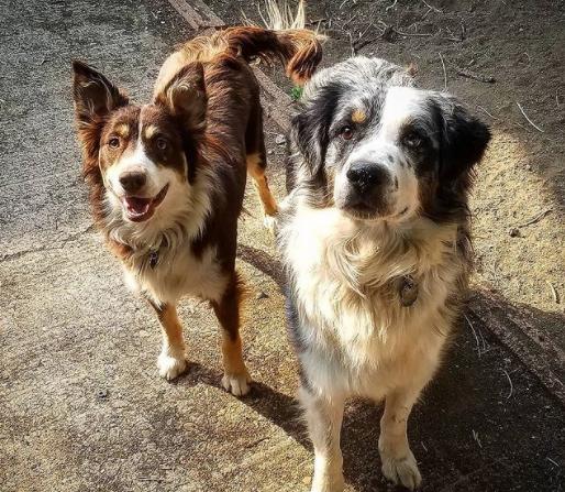 Aussie Mesa Ranch in Arizona | Australian Shepherd puppies | Good Dog