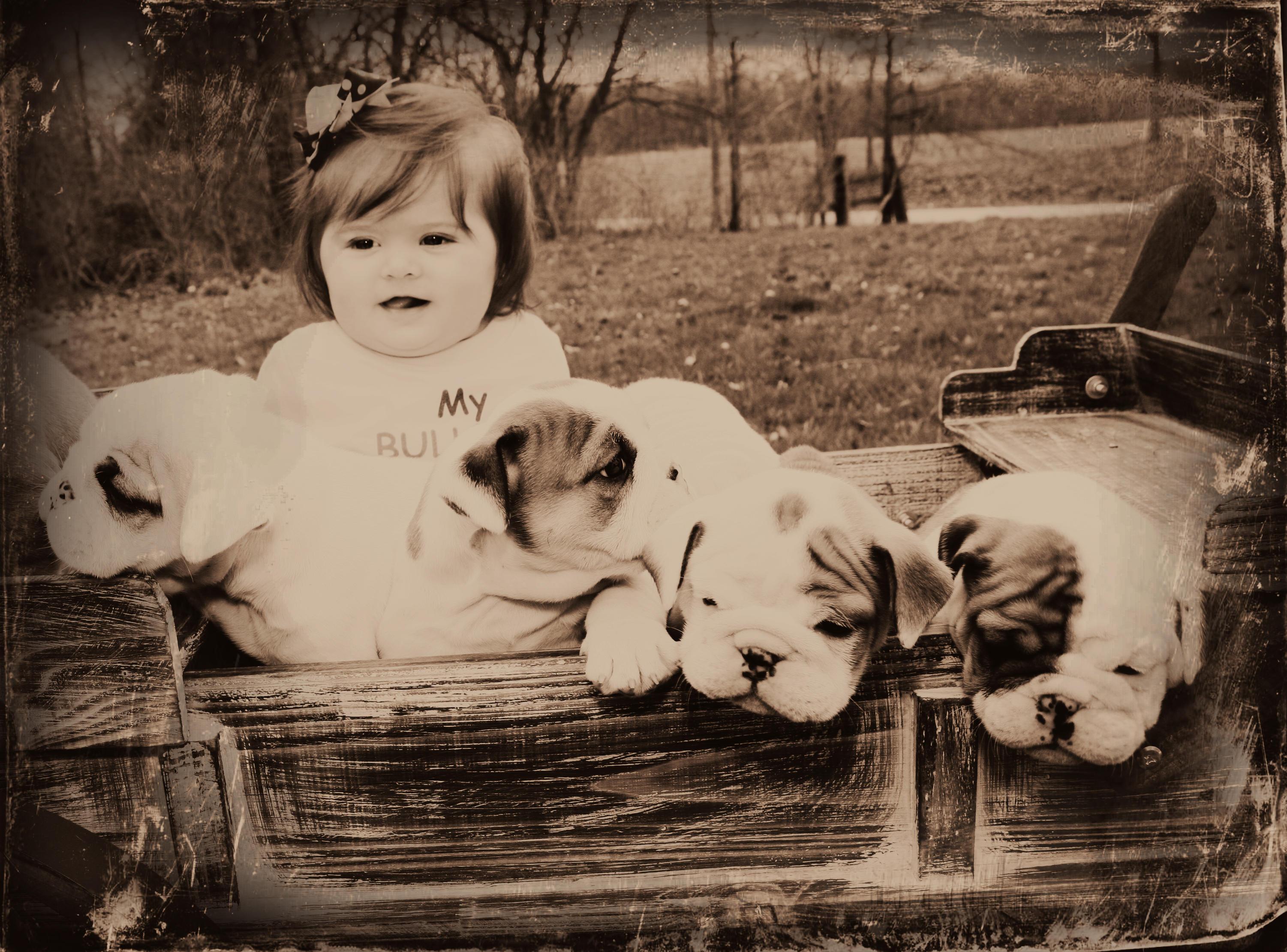 Itsabulldogthing in Illinois | Bulldog puppies | Good Dog