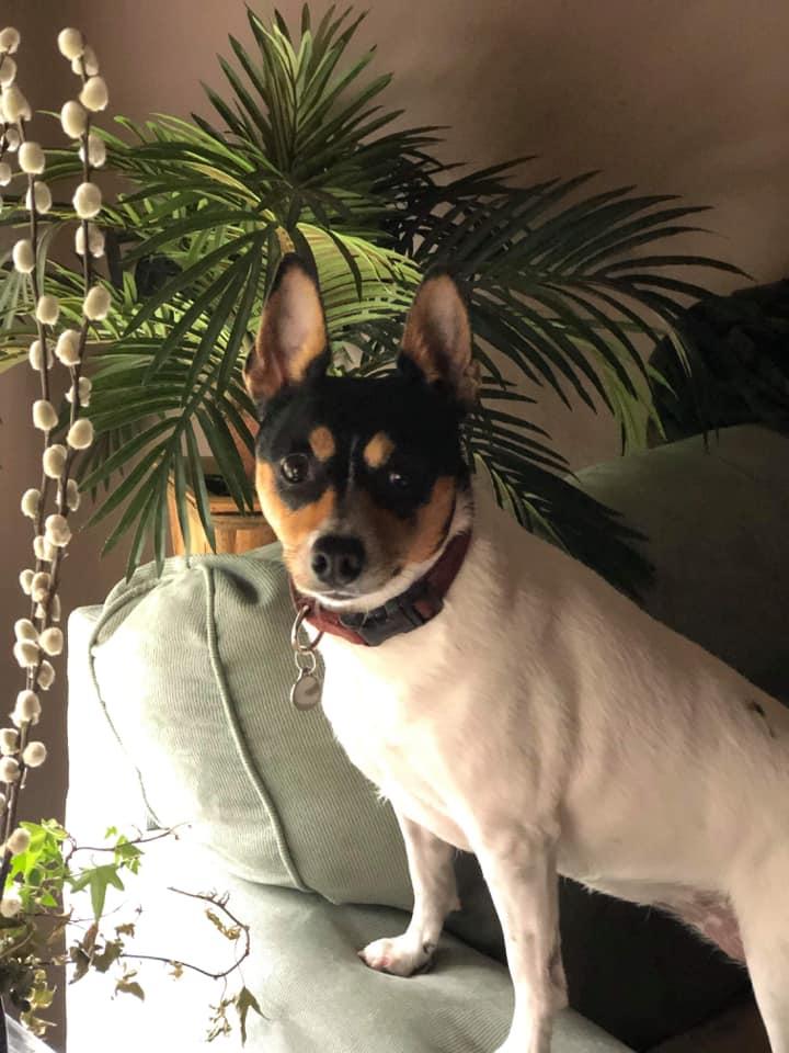 Fire Mountain North Rat Terriers in Washington | Rat Terrier puppies ...