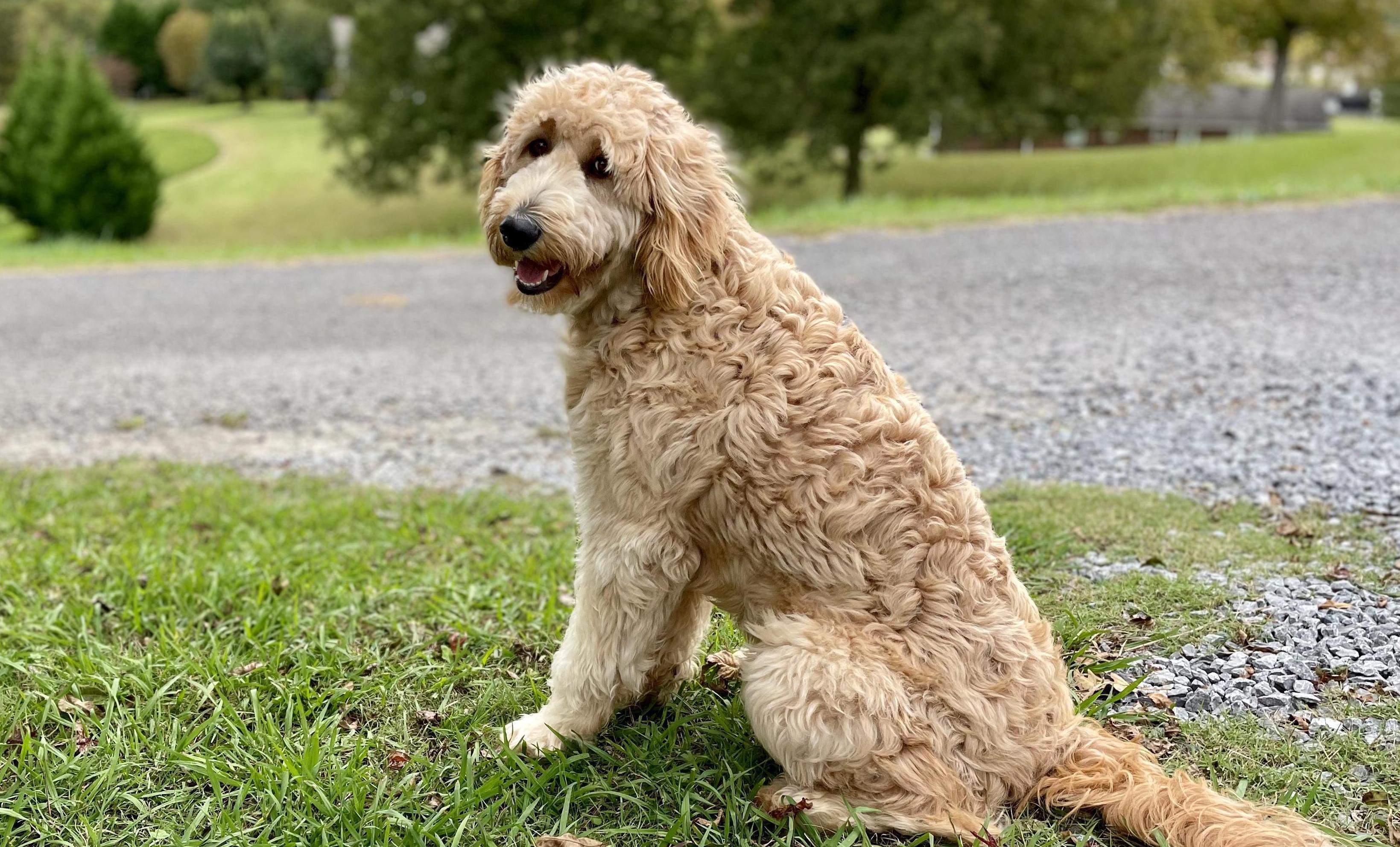 Hillside Doodles in Tennessee | Golden Aussiedoodle puppies | Good Dog