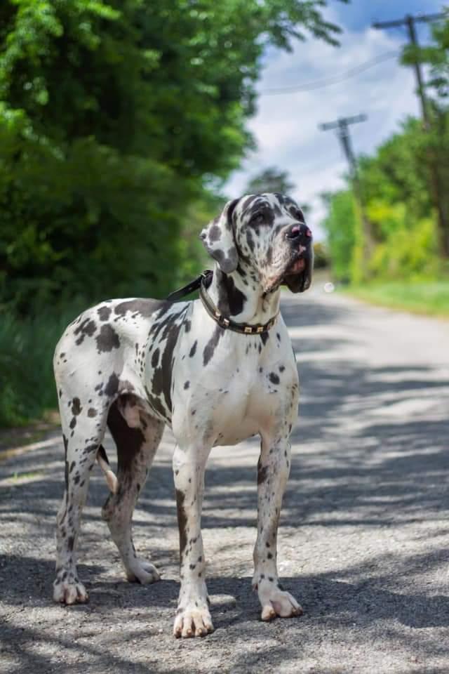 HCR Great Danes in Missouri | Great Dane puppies | Good Dog