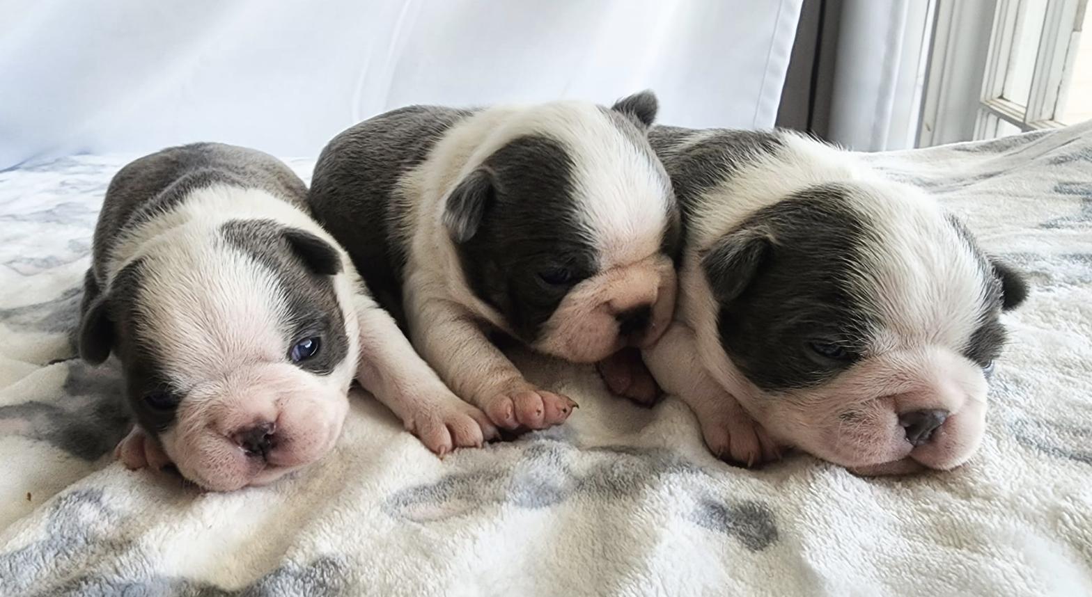 Down in the Holler in Tennessee | Boston Terrier and Cocker Spaniel ...