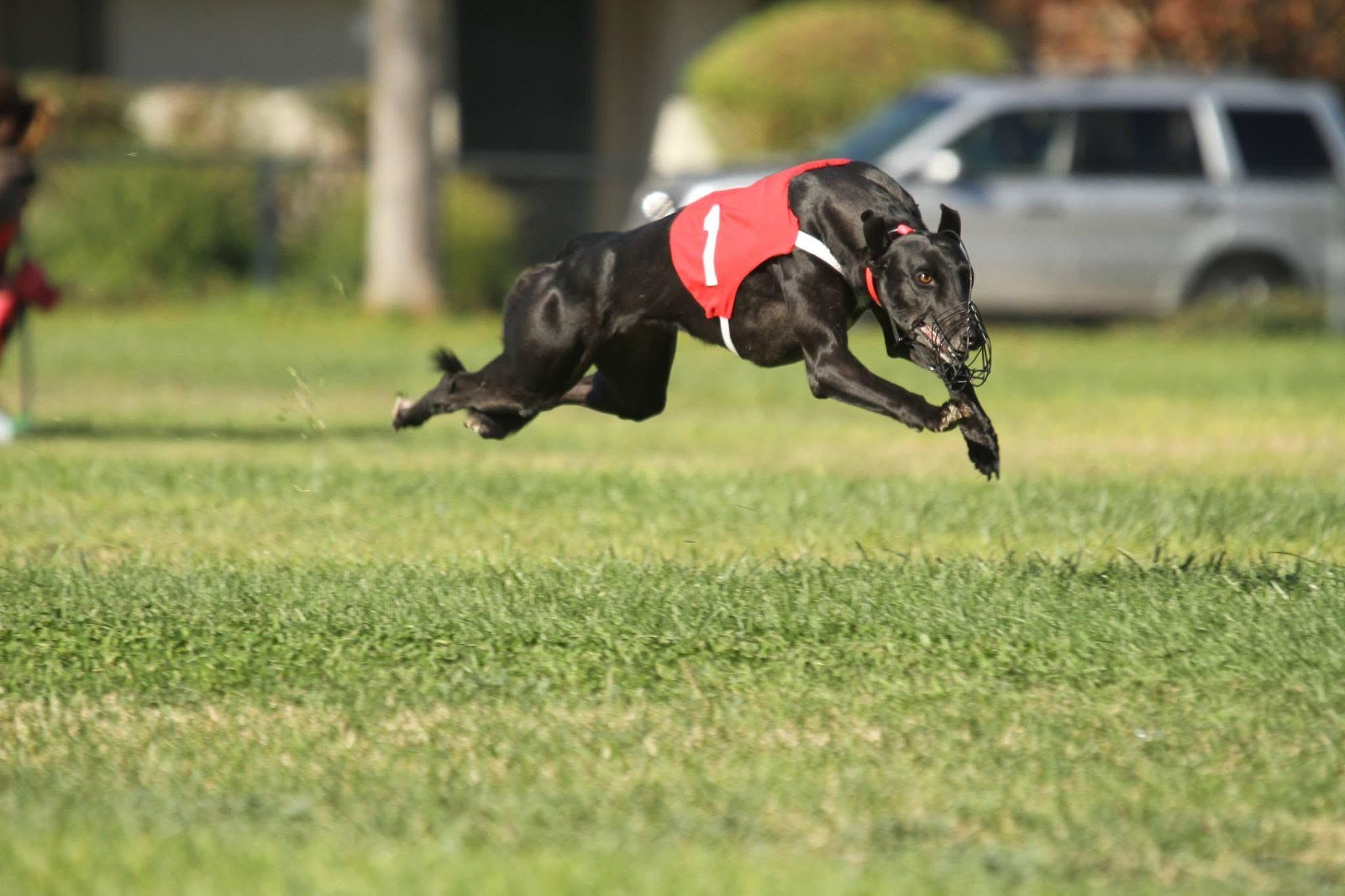 Stout-Hearted Hounds in California | Greyhound puppies | Good Dog