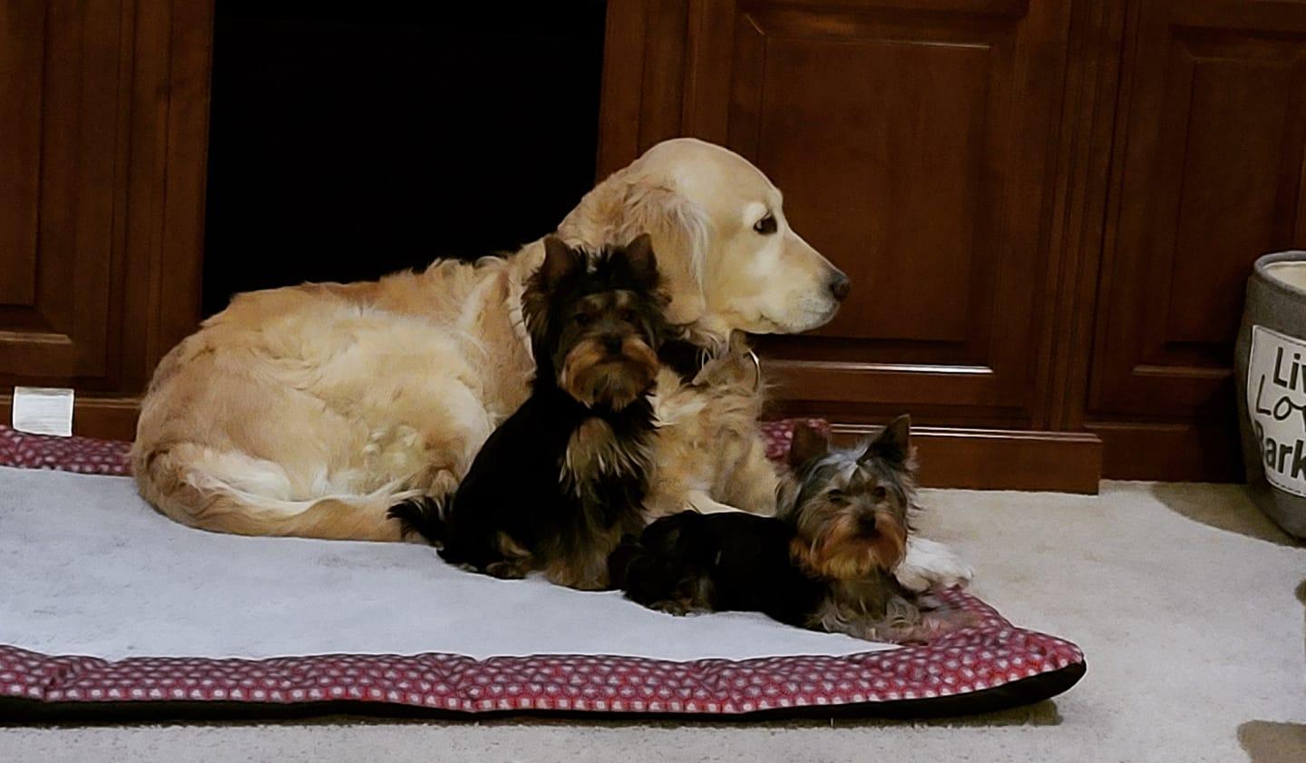 CLC SOUTHERN YORKIES in California | Yorkshire Terrier puppies | Good Dog
