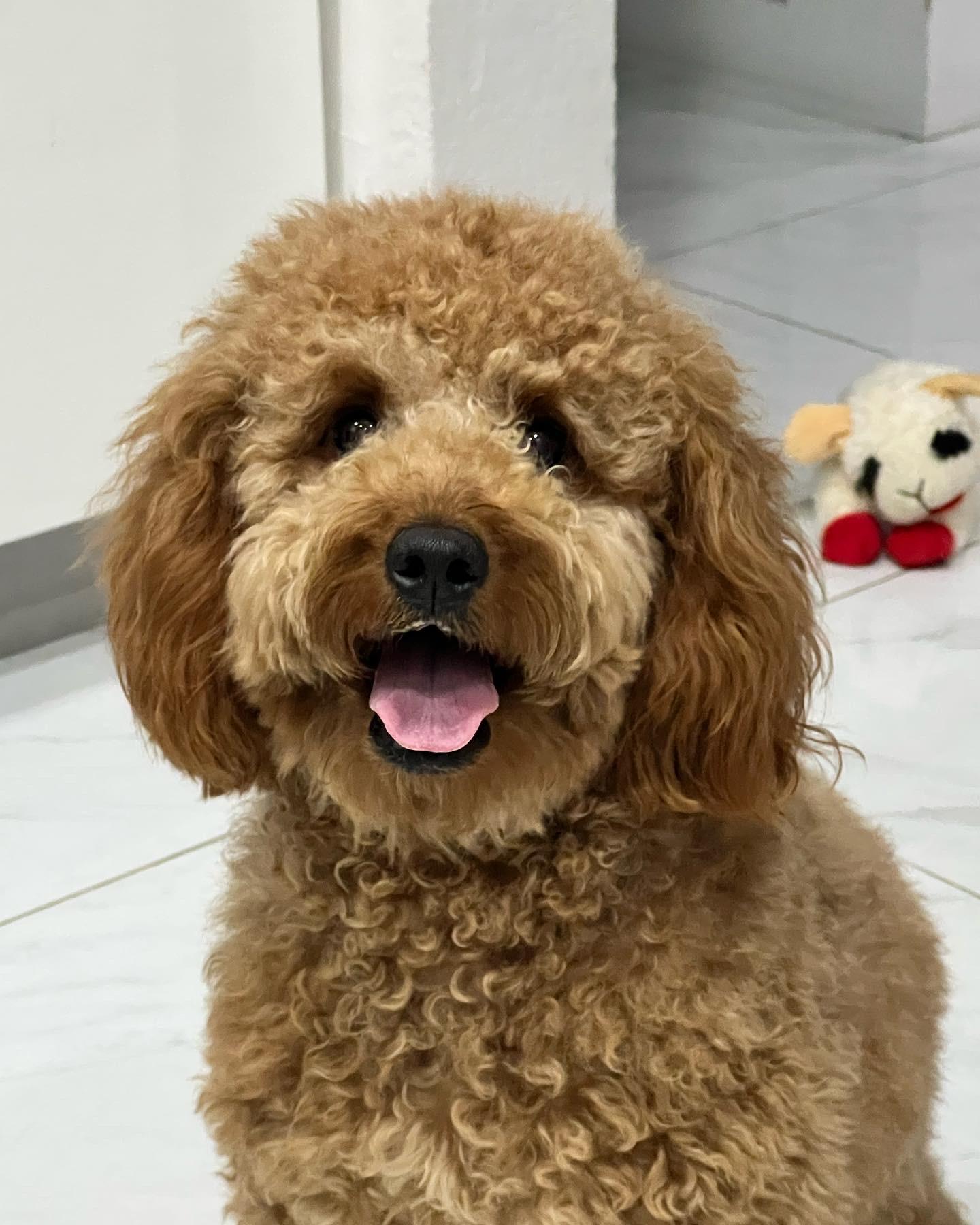 Pawfect Doodles Miami in Florida | Goldendoodle puppies | Good Dog