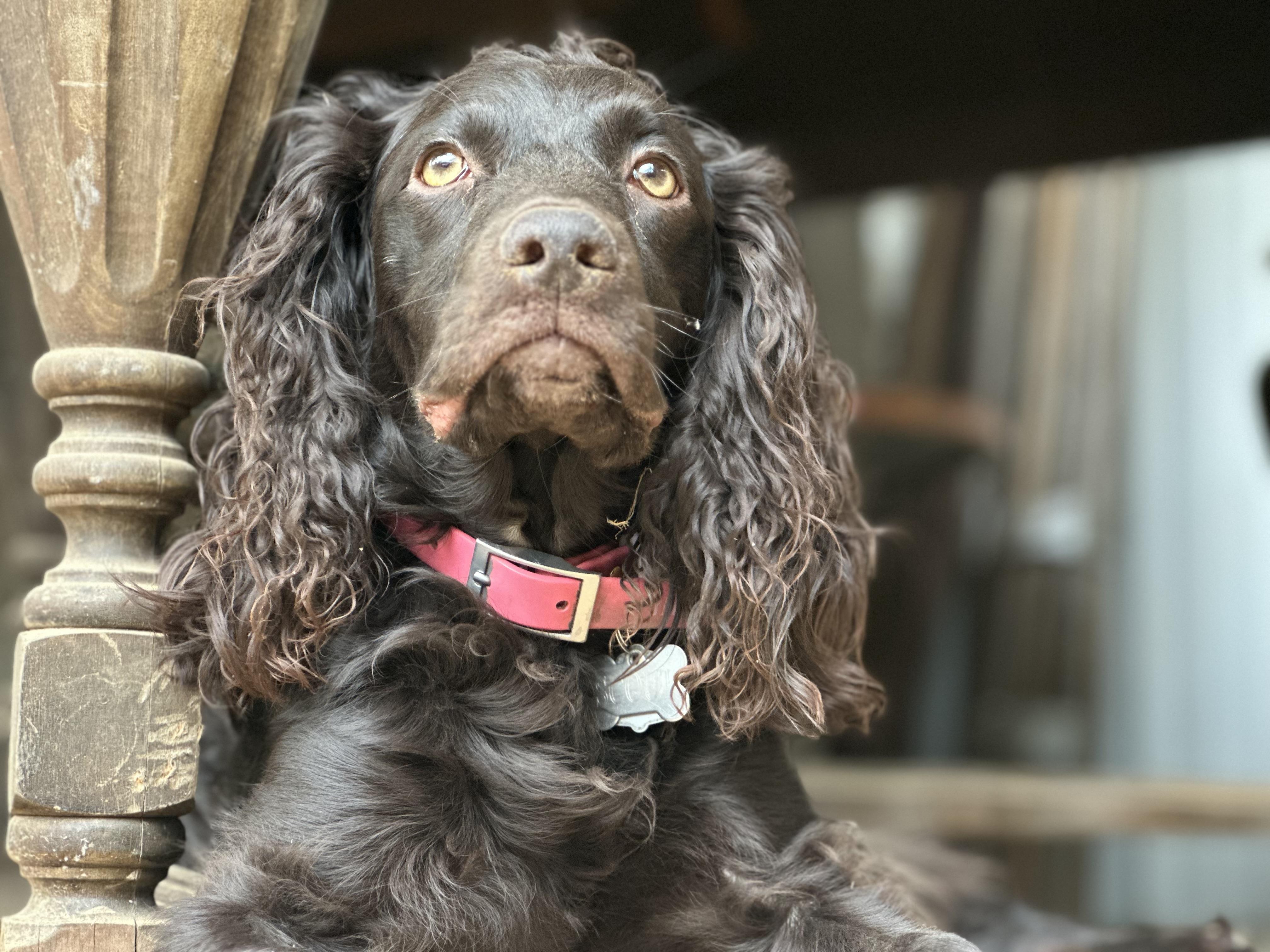 Drakes Creek Boykins LLC in Kentucky | Boykin Spaniel puppies | Good Dog