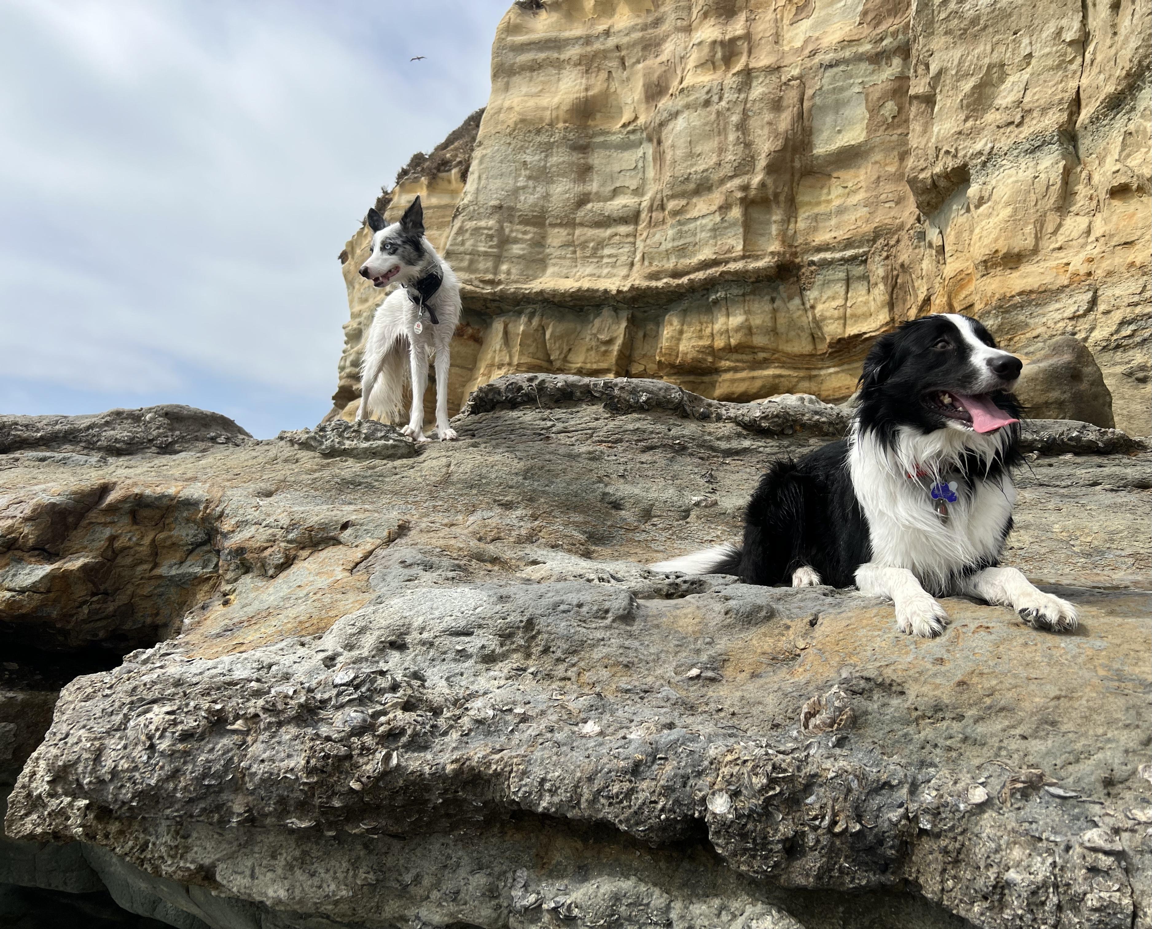 Rainbow Collies in Arizona | Border Collie puppies | Good Dog