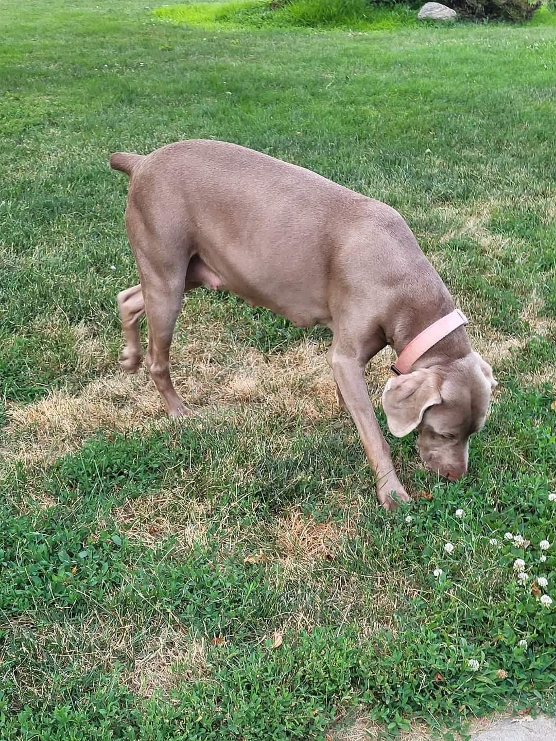 Dustin's Weimeraners in Ohio | Weimaraner puppies | Good Dog