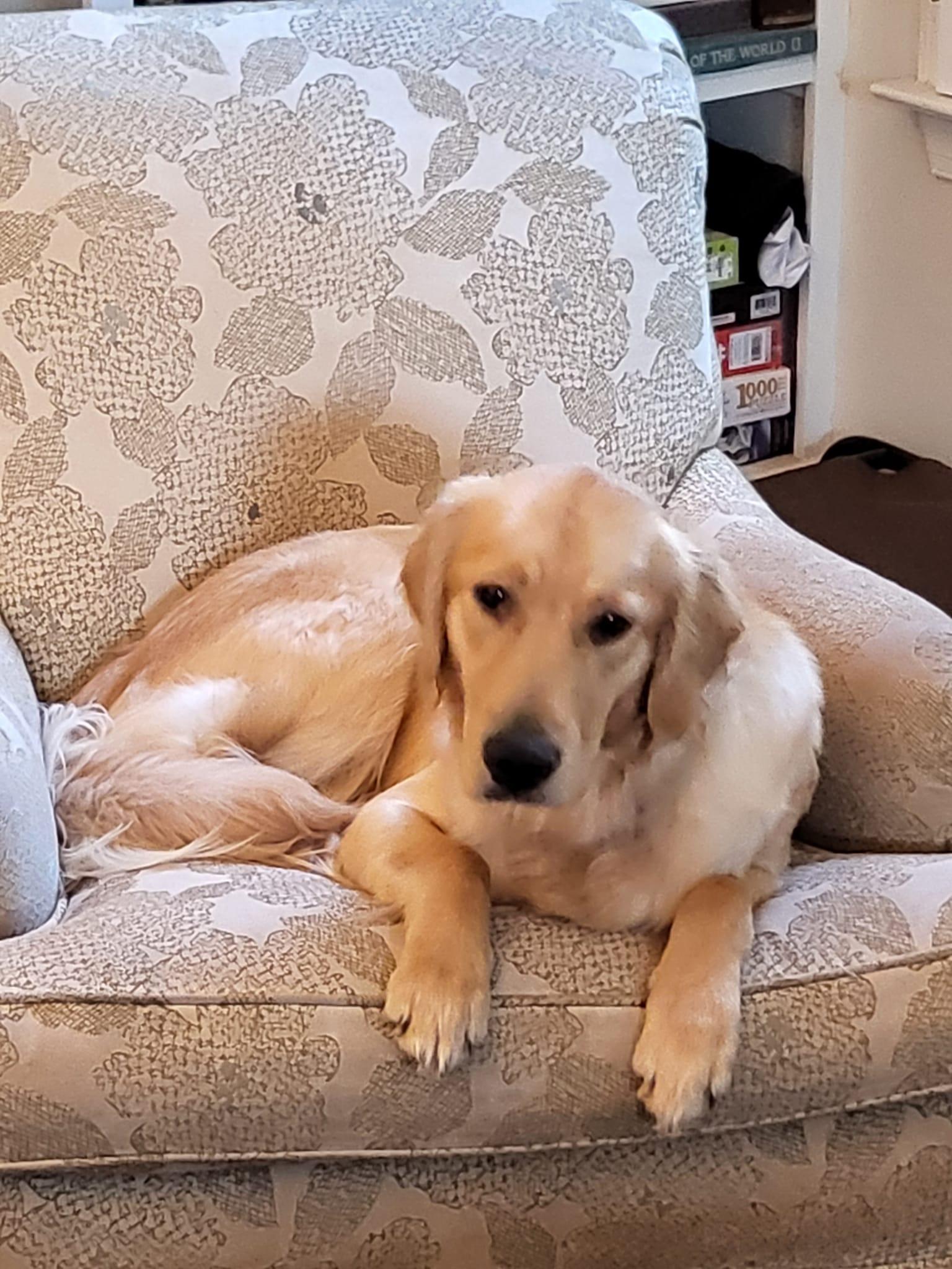 Janet Sweeney's Golden Retrievers in South Carolina | Golden Retriever ...