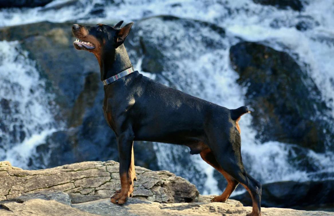 SuperDobermans in Texas | Doberman Pinscher puppies | Good Dog