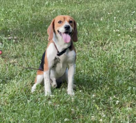 Harris Beagles in Pennsylvania | Beagle puppies | Good Dog