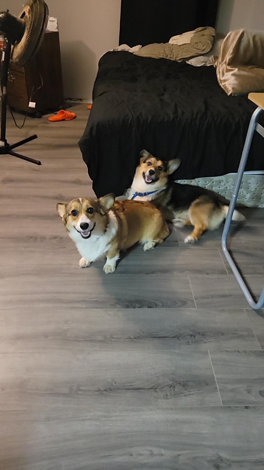 Cardinal Corgis in Oklahoma | Pembroke Welsh Corgi puppies | Good Dog