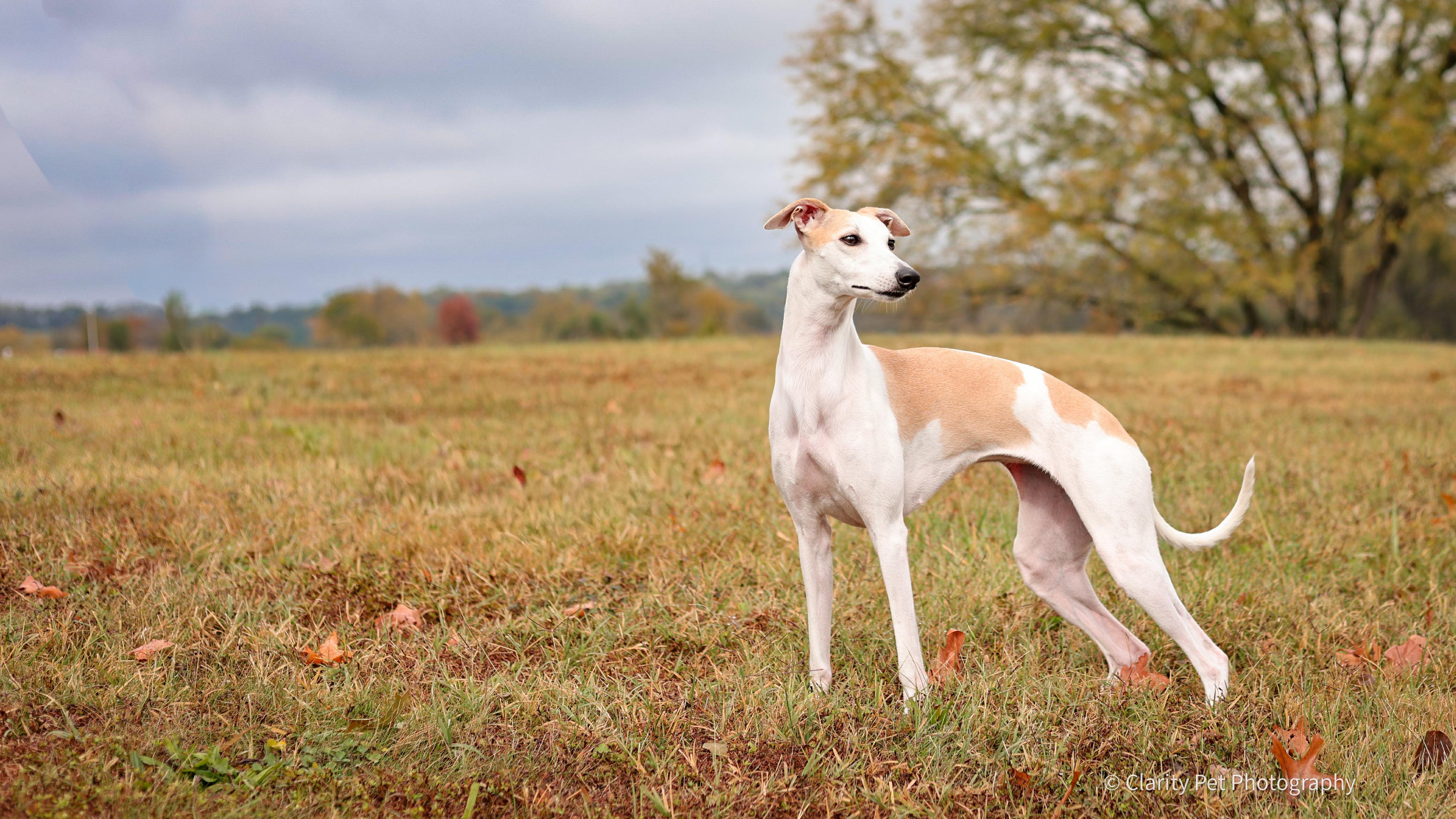 Sound Off Sport Dogs in Minnesota | Sporty Mix puppies | Good Dog