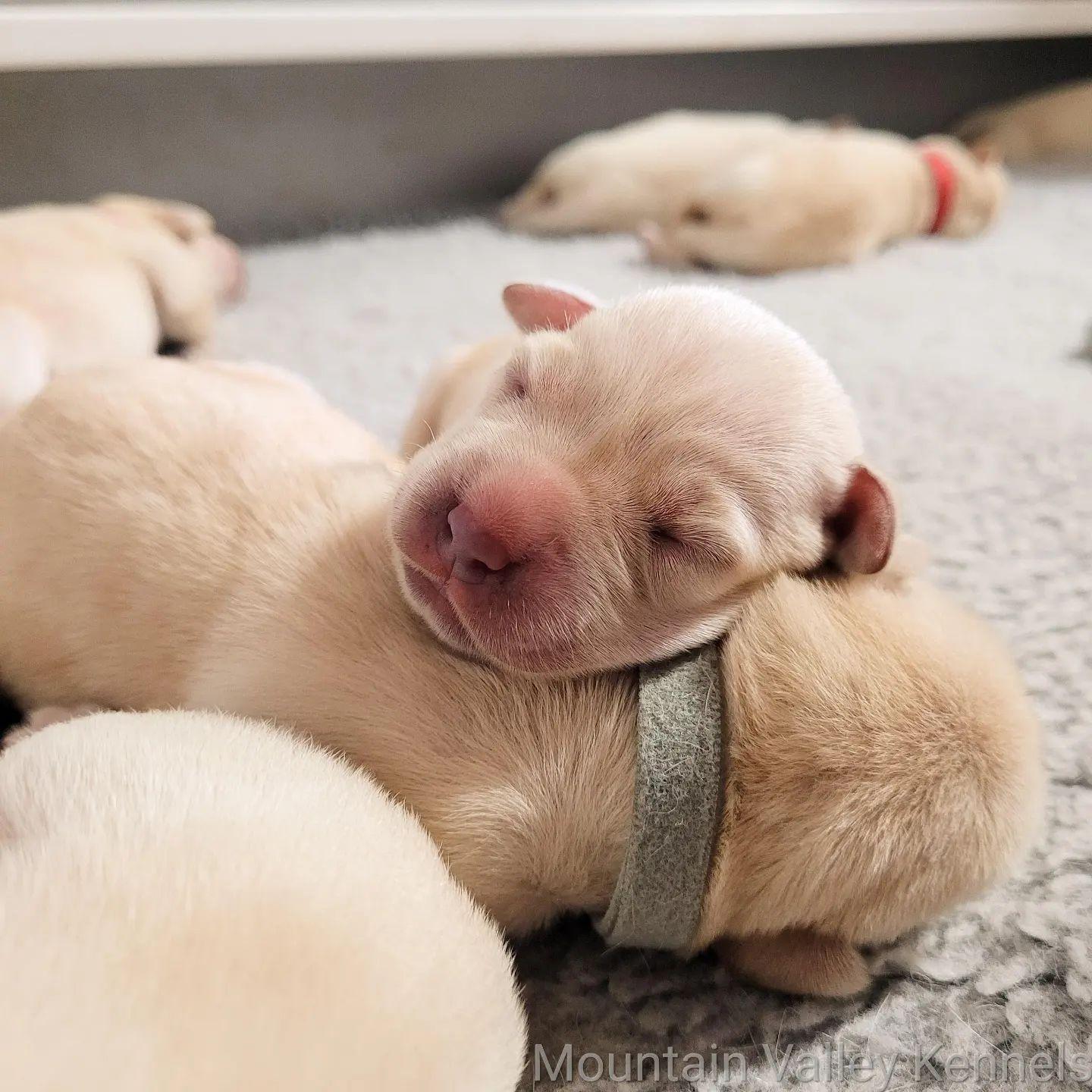 Mountain Valley Kennels in Utah | Labrador Retriever puppies | Good Dog