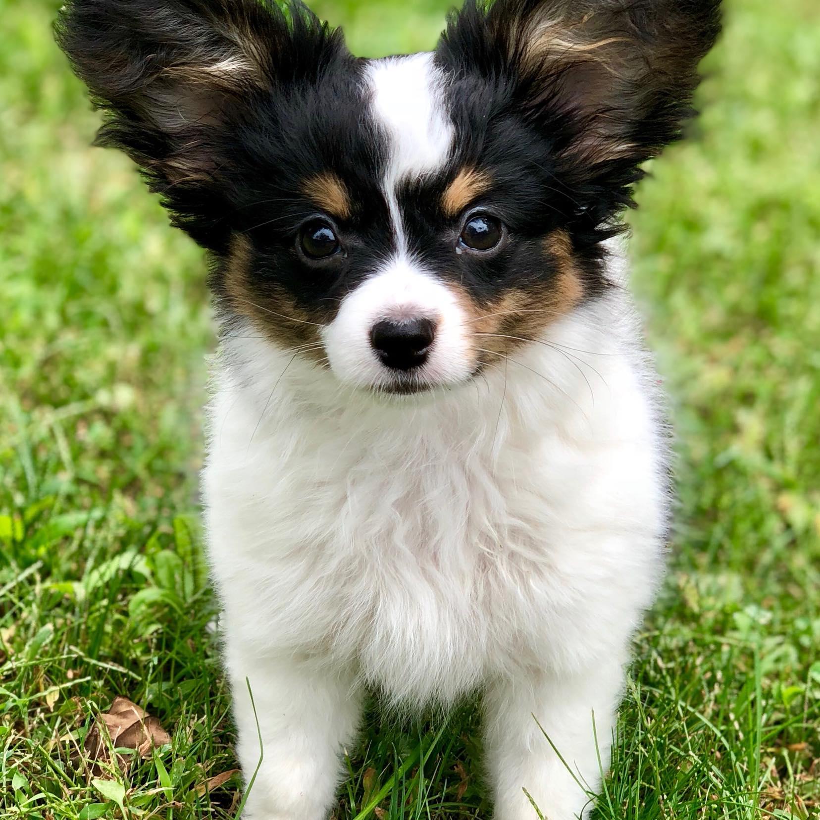 Aerilee Papillons in Ohio | Papillon puppies | Good Dog