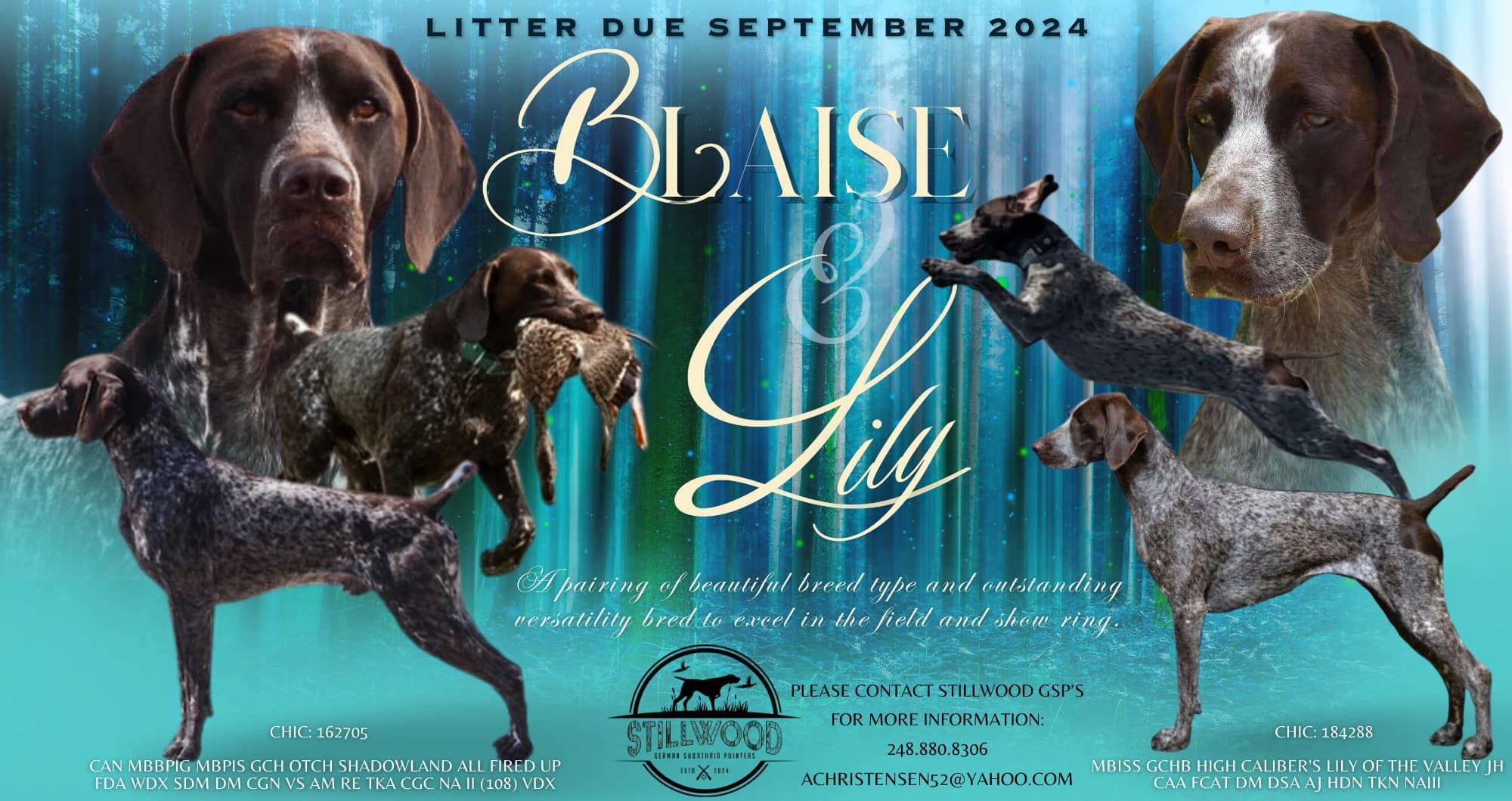 Stillwood German Shorthaired Pointers in Michigan | German Shorthaired ...