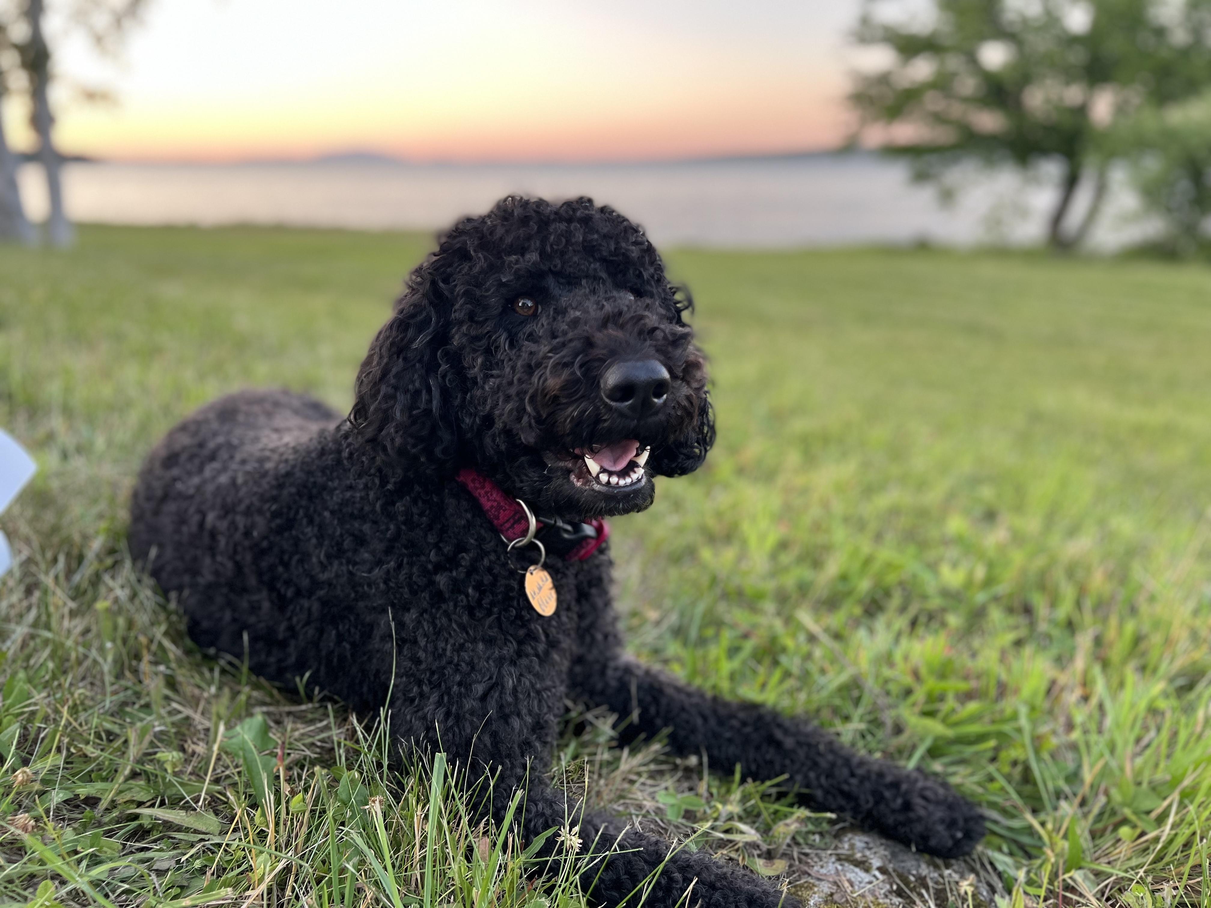 Dog Paw Doodles in Maine | Labradoodle and Double Doodle puppies | Good Dog
