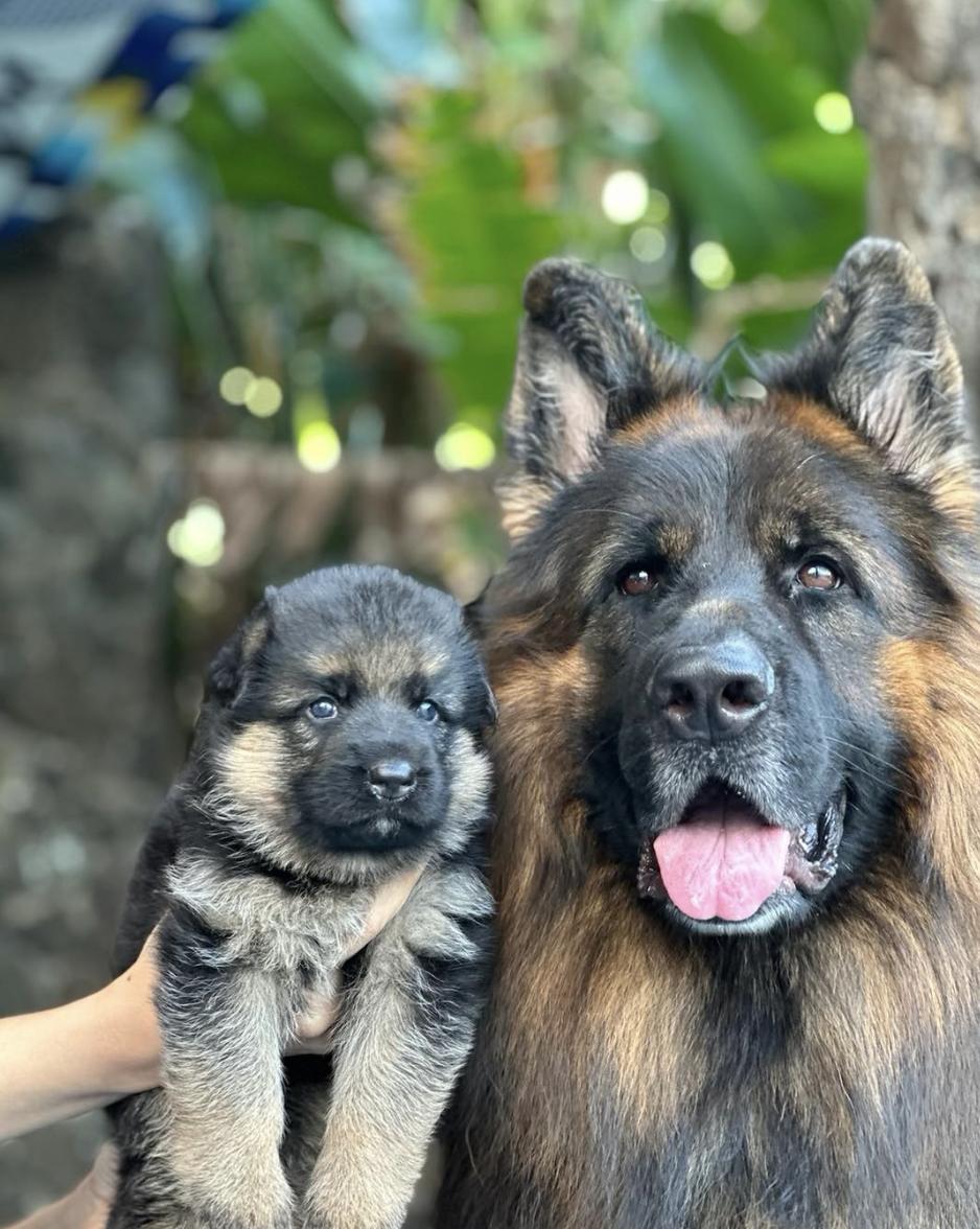 North Shore Shepherds in Hawaii | German Shepherd puppies | Good Dog